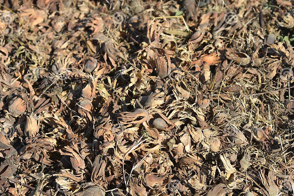 Dry hazelnut husks stock photo. Image of organic, husk - 339600664