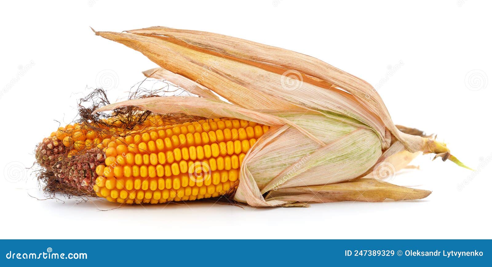 Dry head of corn stock image. Image of background, farm - 247389329