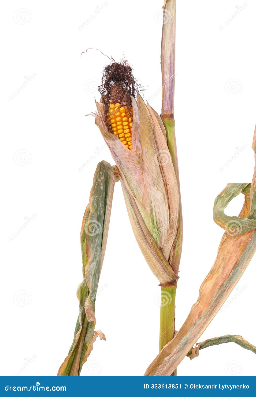 Dry head of corn stock image. Image of plant, grain - 333613851