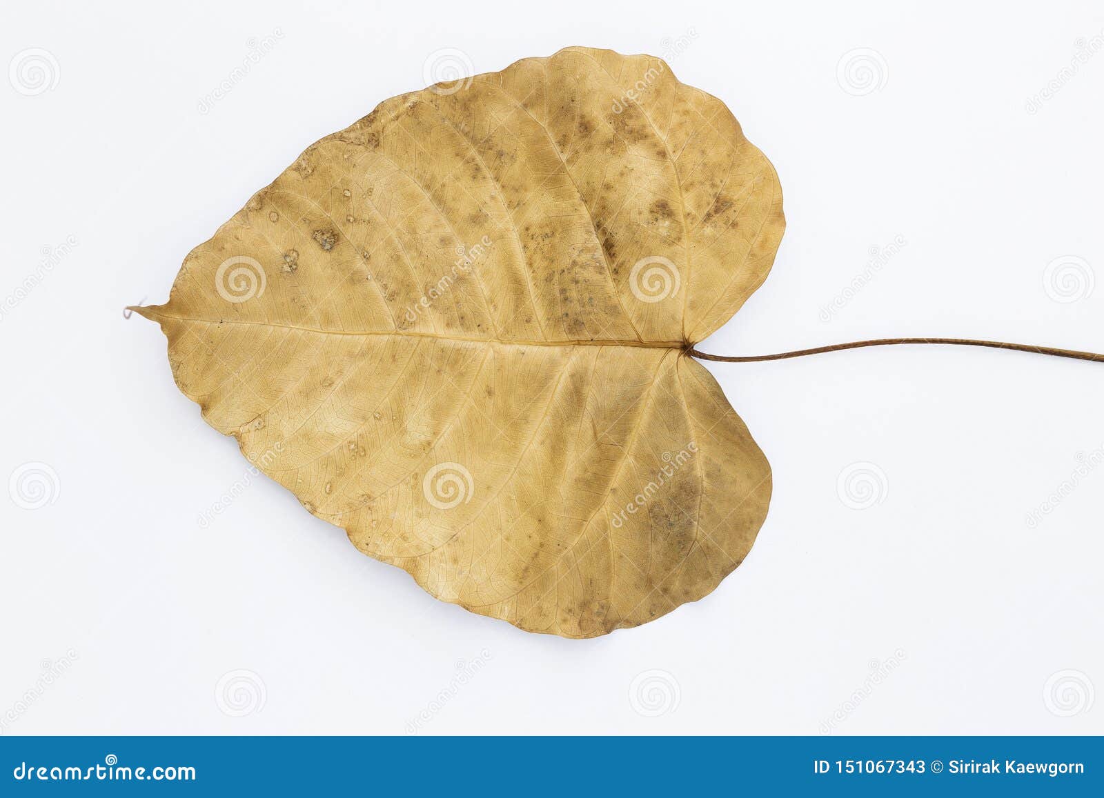 Dry Heart Shape Leaf Isolate on White Background Stock Image - Image of ...