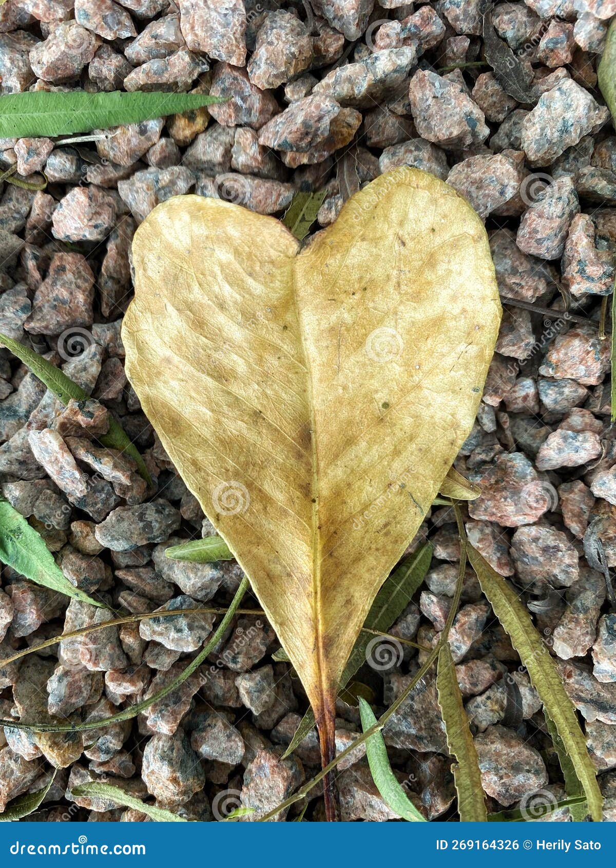 Dry Heart-shaped Leaf Lying on a Pebbled Ground Along the Path Stock ...