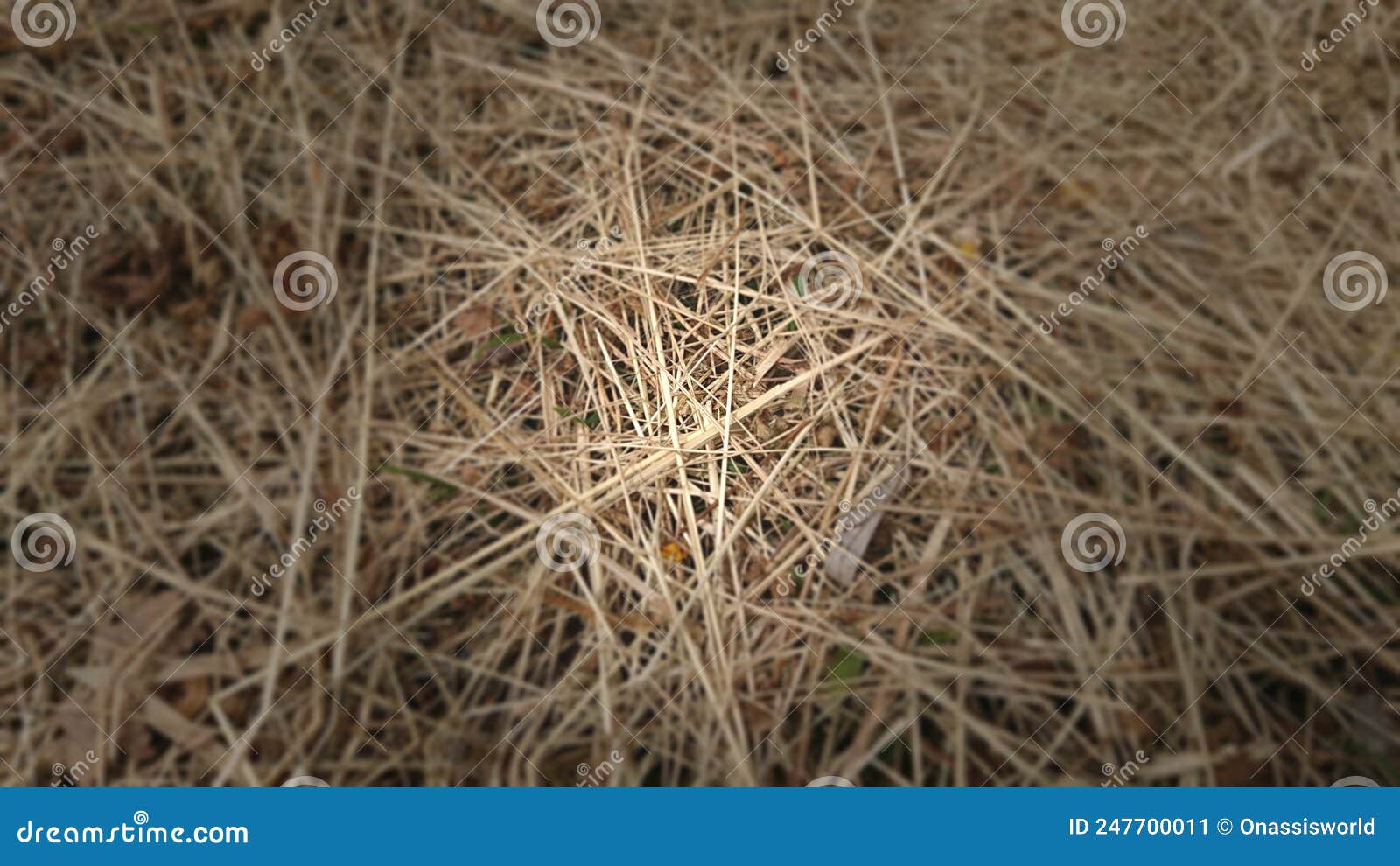 Dry Hey Abstract Background Shapes Textured Blurred Stock Image - Image ...