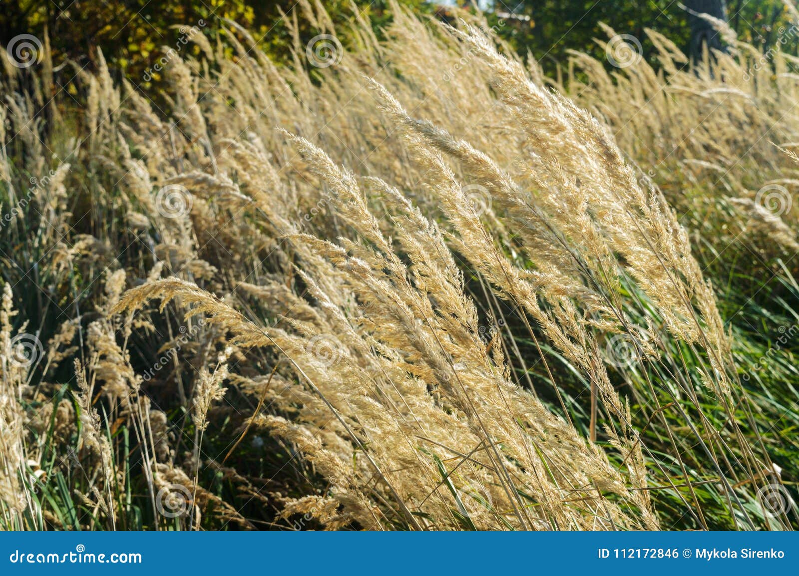 Dry High Grass in the Afternoon Wind Stock Photo - Image of grass, blue ...