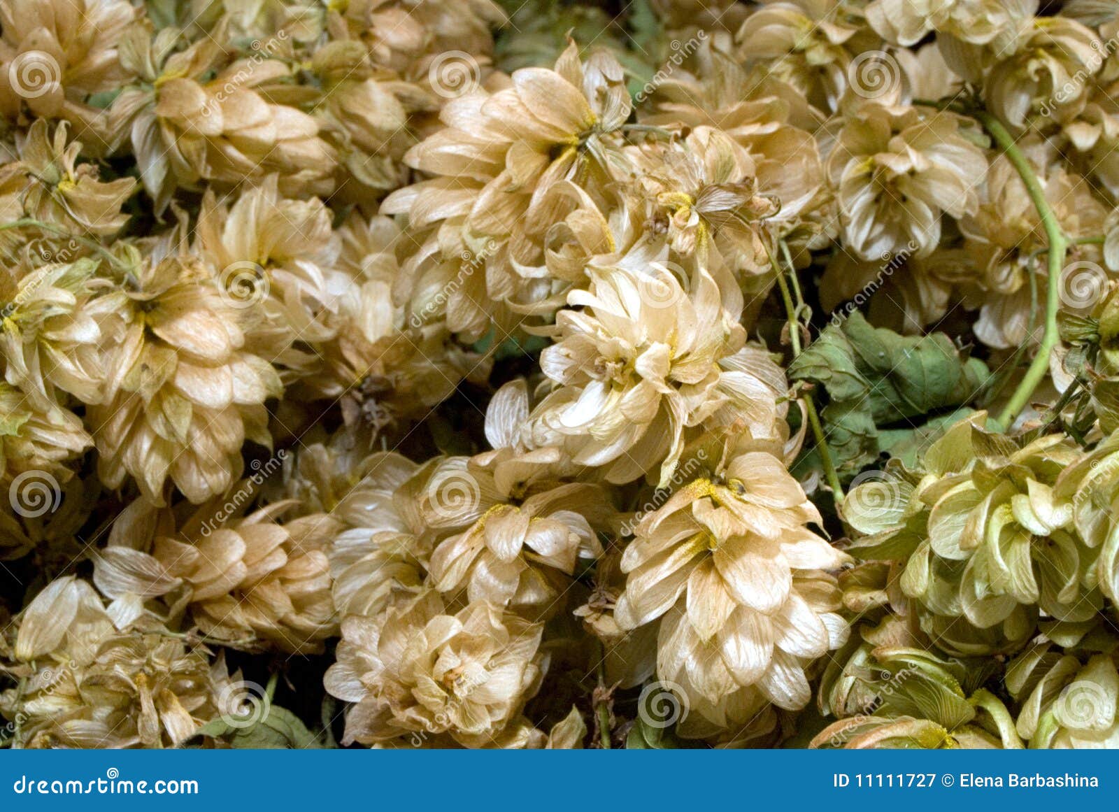 Dry hop stock image. Image of fermenting, harvest, close - 11111727