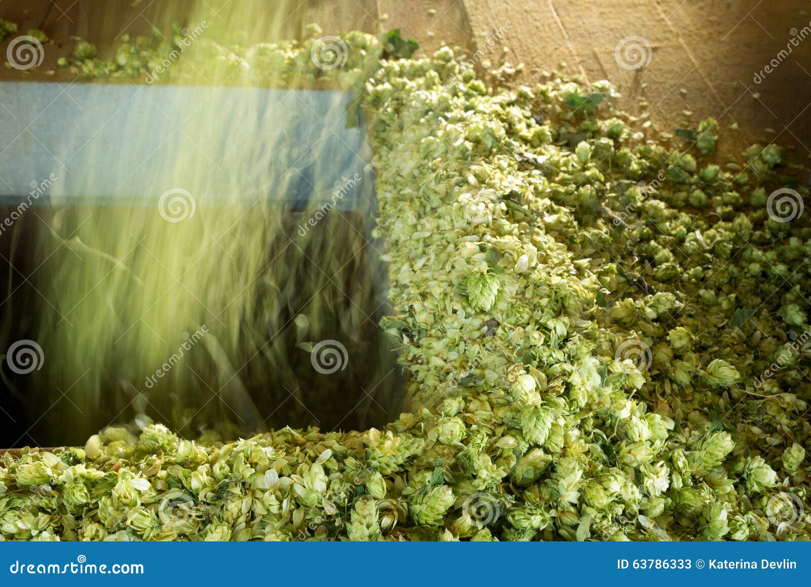 Dry Hops in the Drying Room Stock Image - Image of bitter, seasoning ...