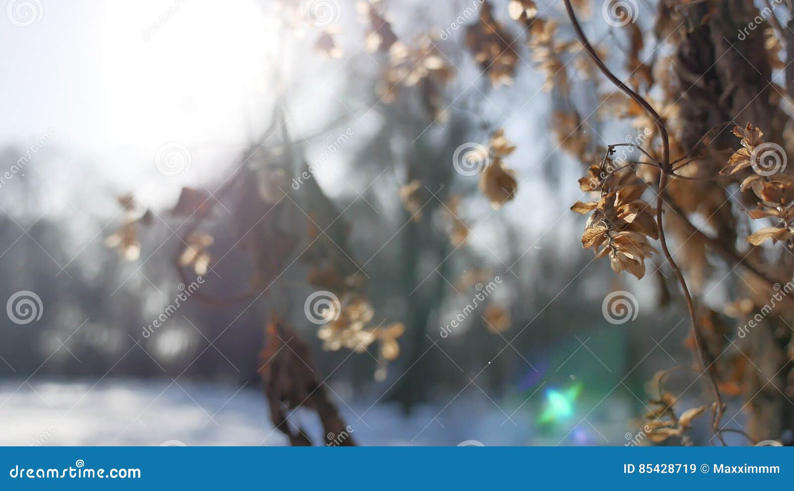 Dry Hops Sun Glare Winter Forest Nature the Landscape Stock Image ...