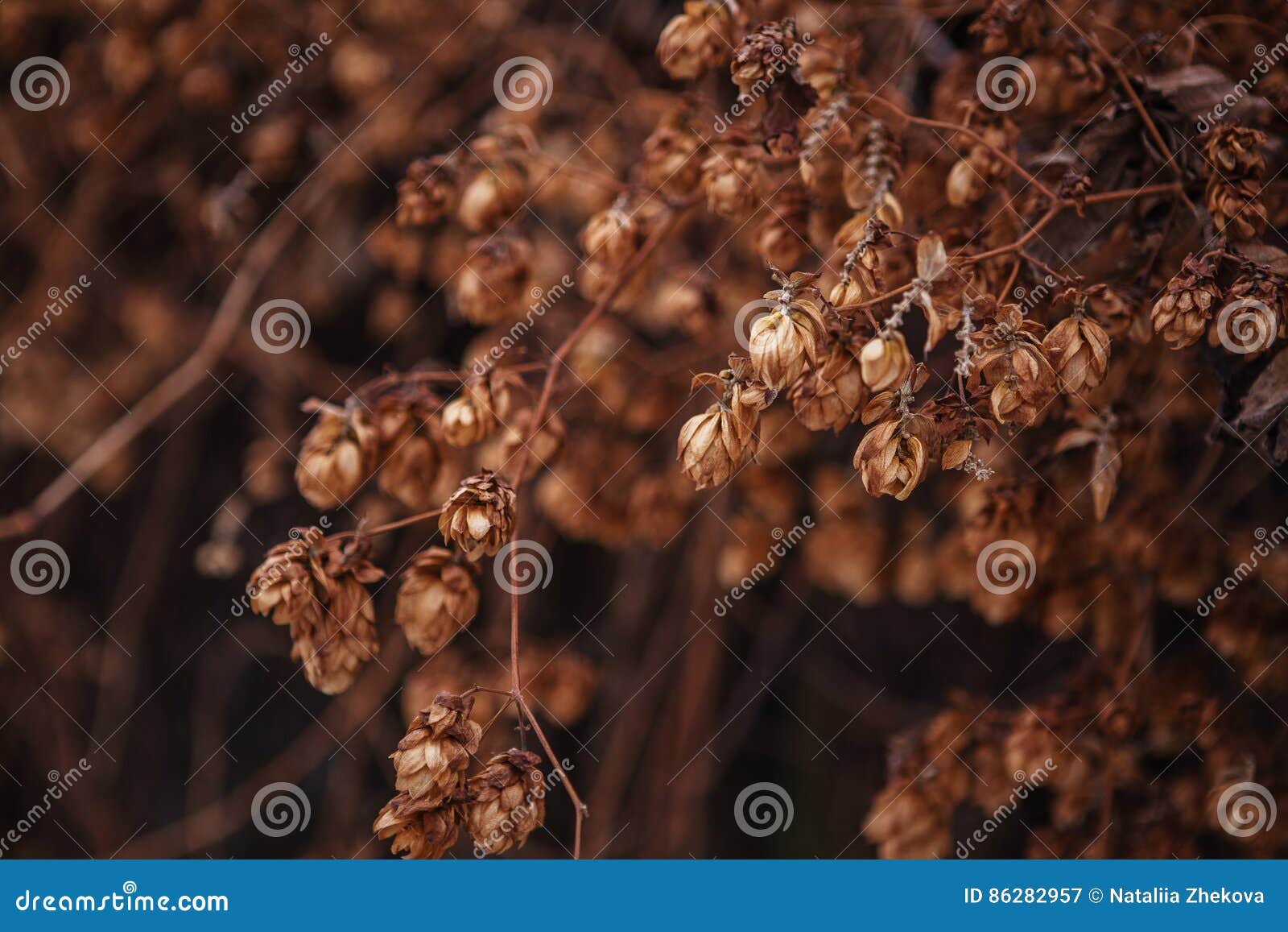 A Dry Hops Texture for Background Stock Image - Image of aroma, detail ...