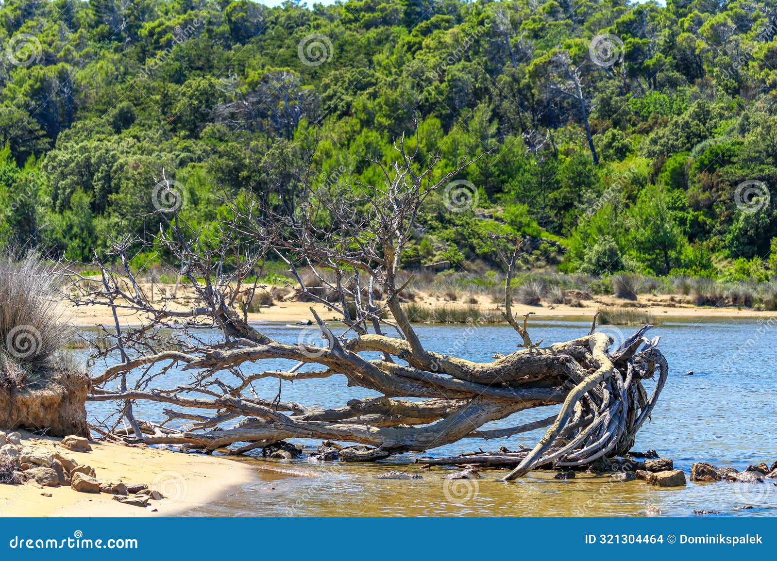 Dry Huge Tree Roots on a Sandy Beach on the Island of Rab Stock Photo ...