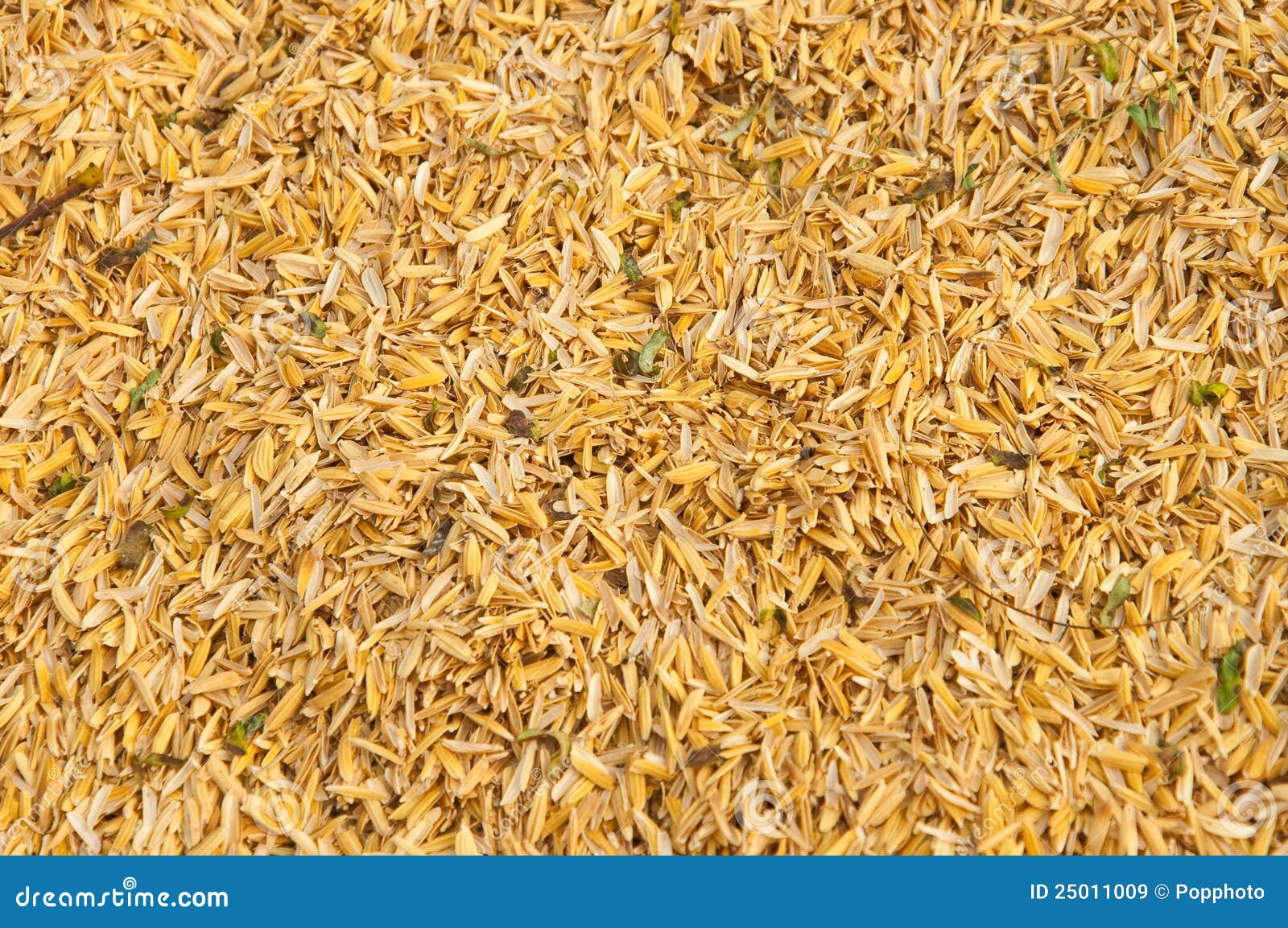 Dry husk stock image. Image of fertilizer, farmland, east - 25011009