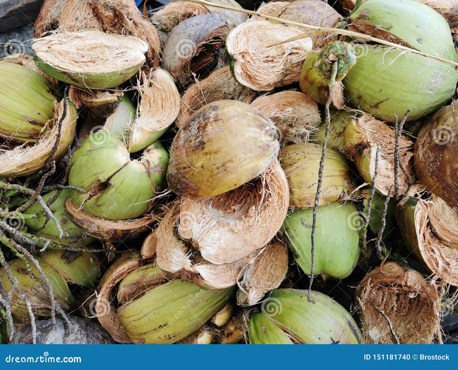 Dry husk of coconut peel stock photo. Image of brown - 151181740