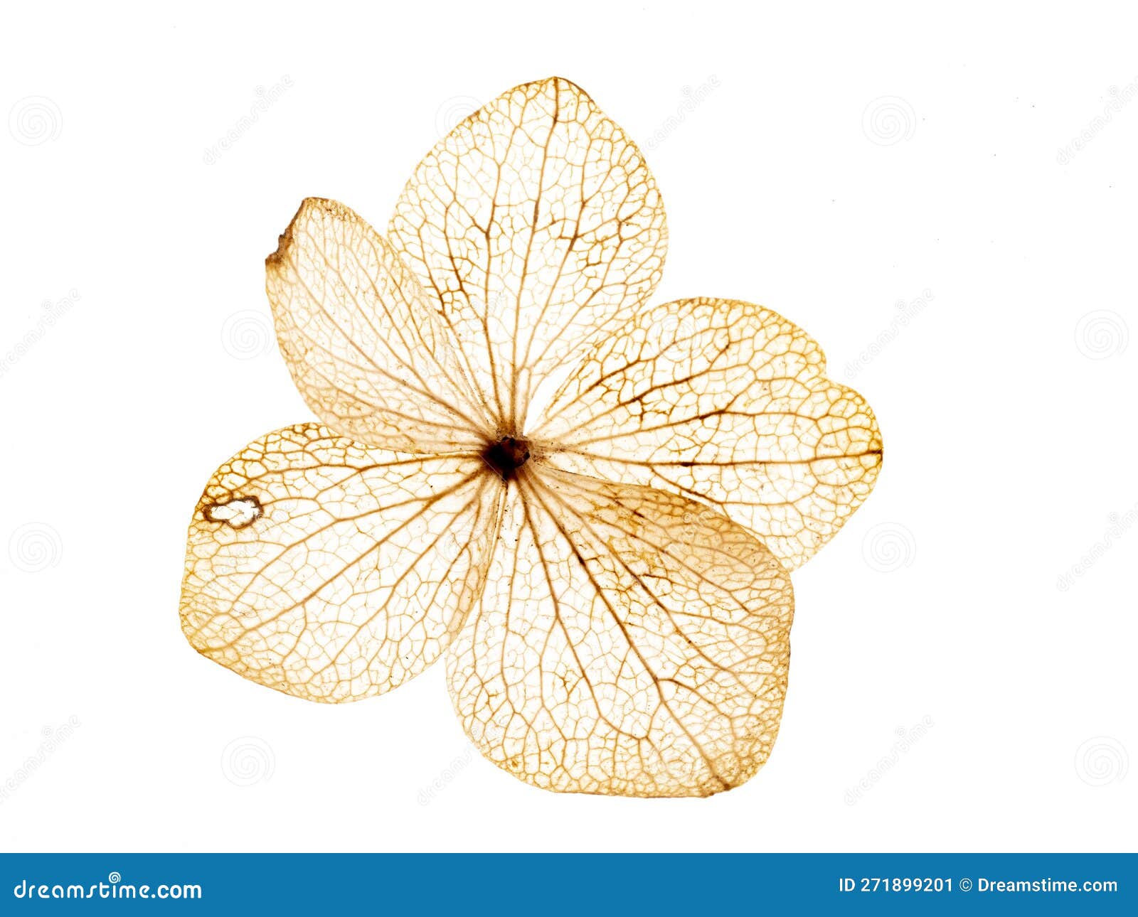 Dry Hydrangea Flower Skeleton with Veins and Cells Stock Image - Image ...