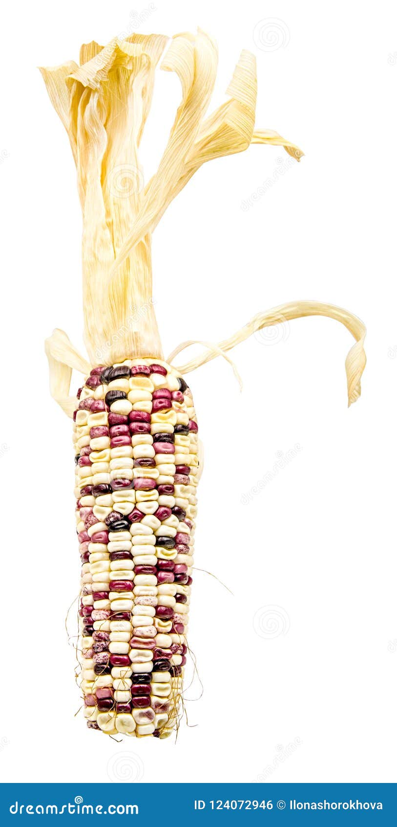 Dry Indian Corn Cob Isolated on White Stock Photo - Image of crop, farm ...