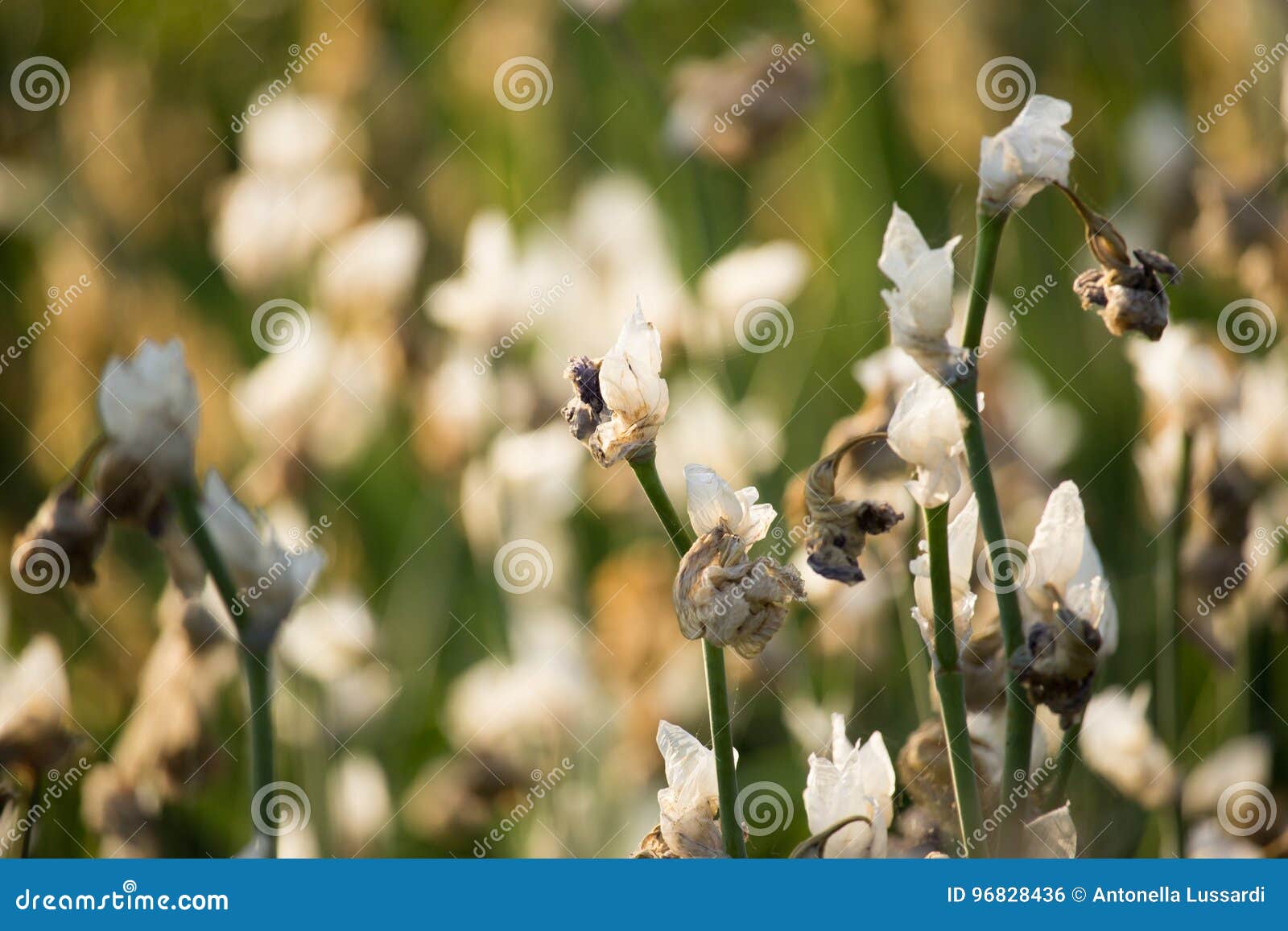 Dry Iris Flowers stock photo. Image of brown, grass, flora - 96828436