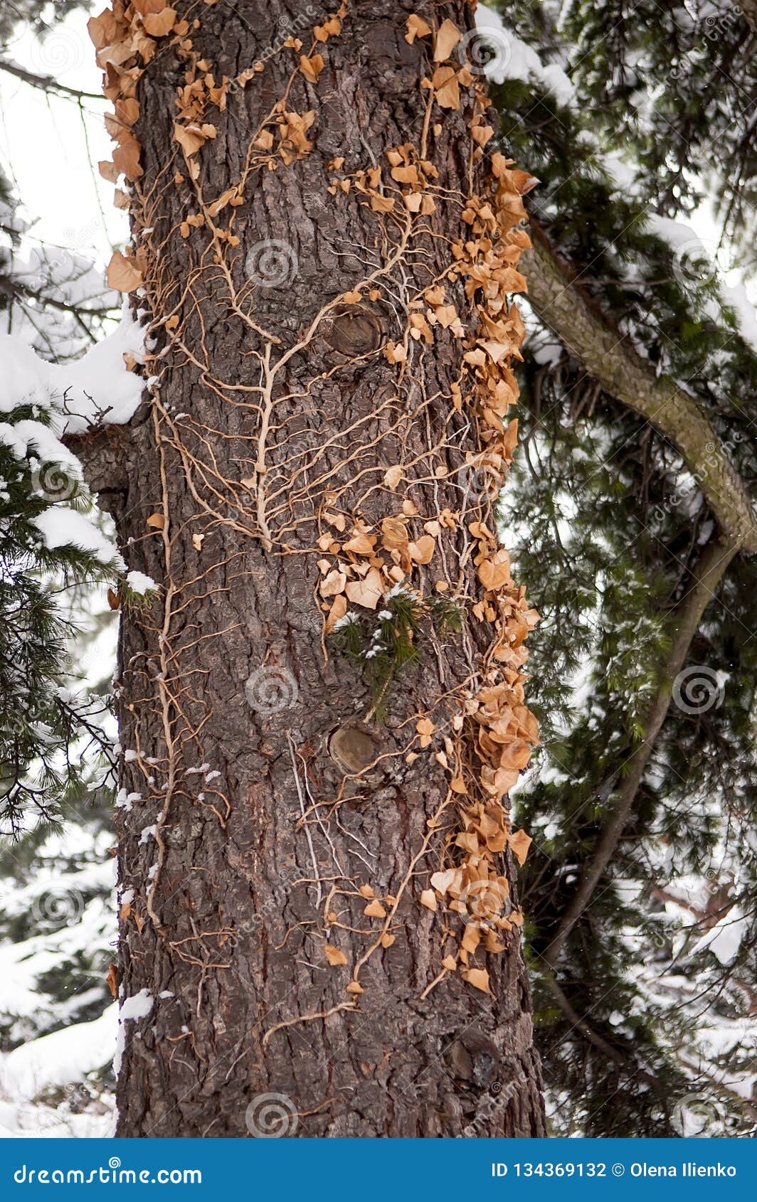 Dry Ivy Wrapped Around the Tree Stock Photo - Image of surface ...