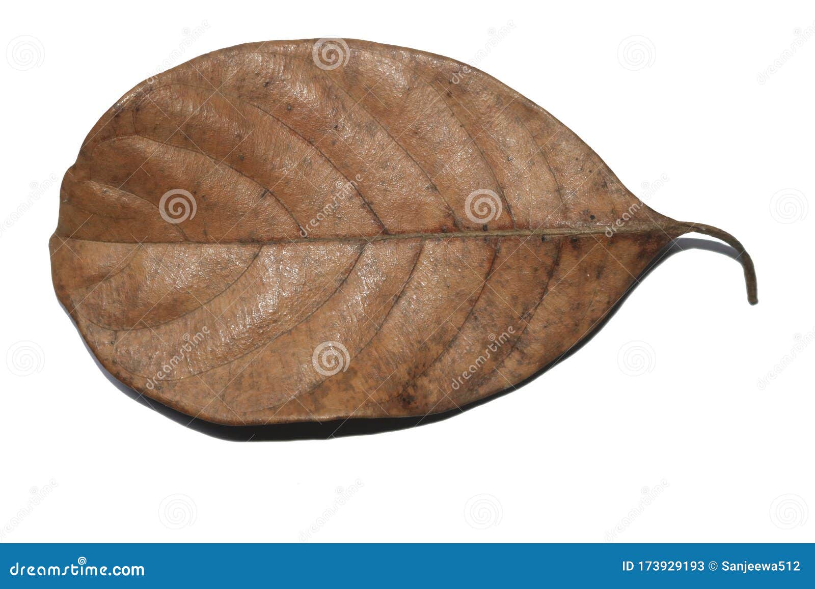 Dry Jack Leaf Image White Background Stock Image - Image of nice, brown ...