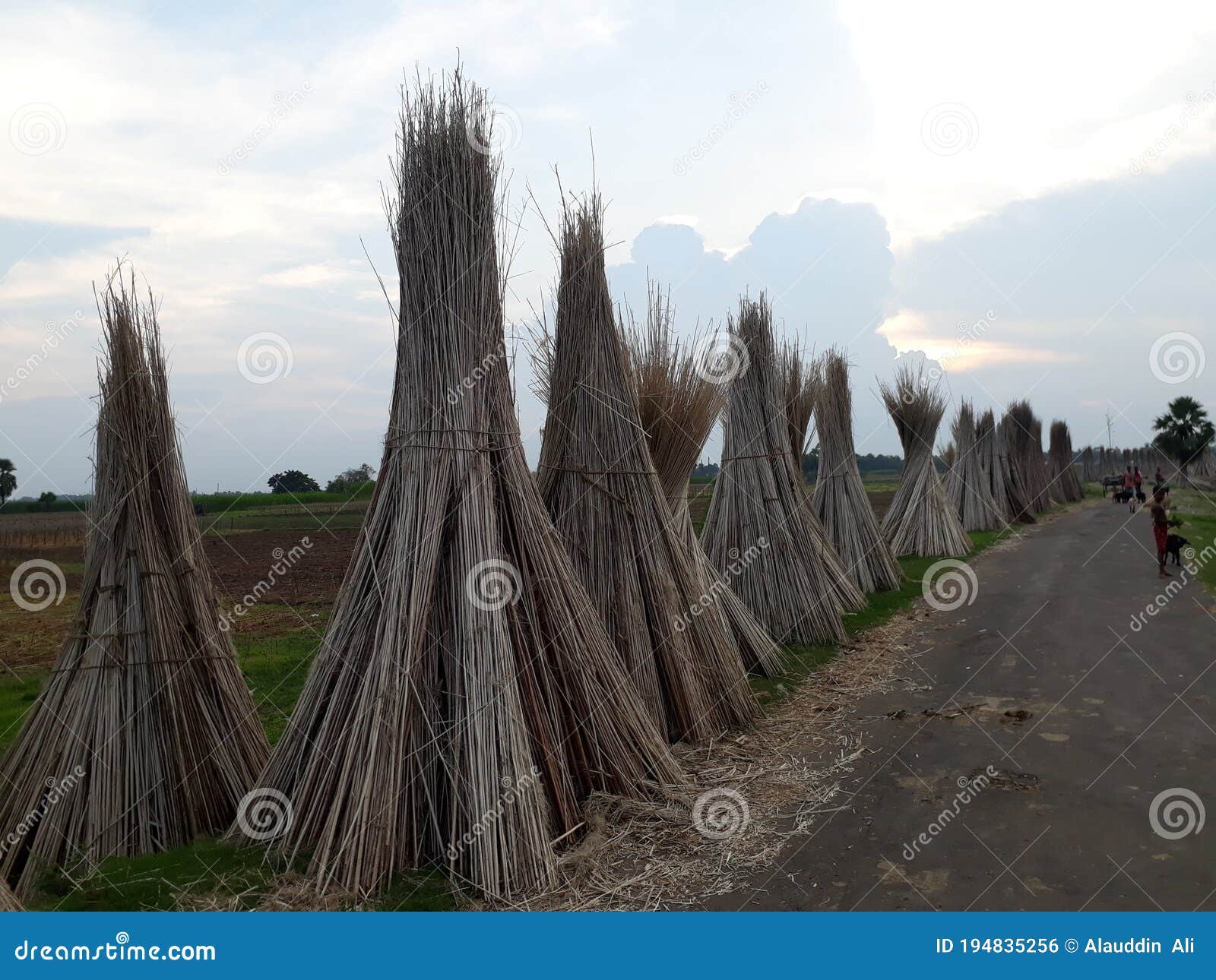Dry Jute Stick in the India. Stock Photo - Image of india, clouds ...