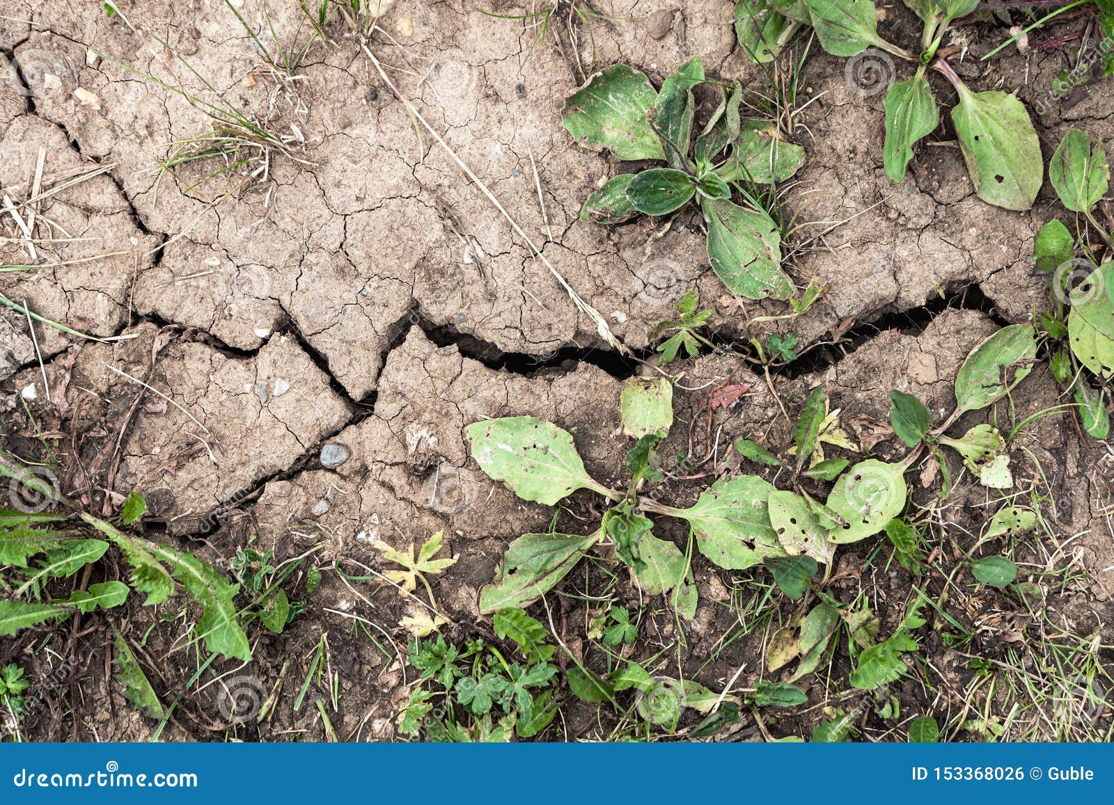Dry Land with Cracks and Dry Green Grass Stock Photo - Image of ecology ...