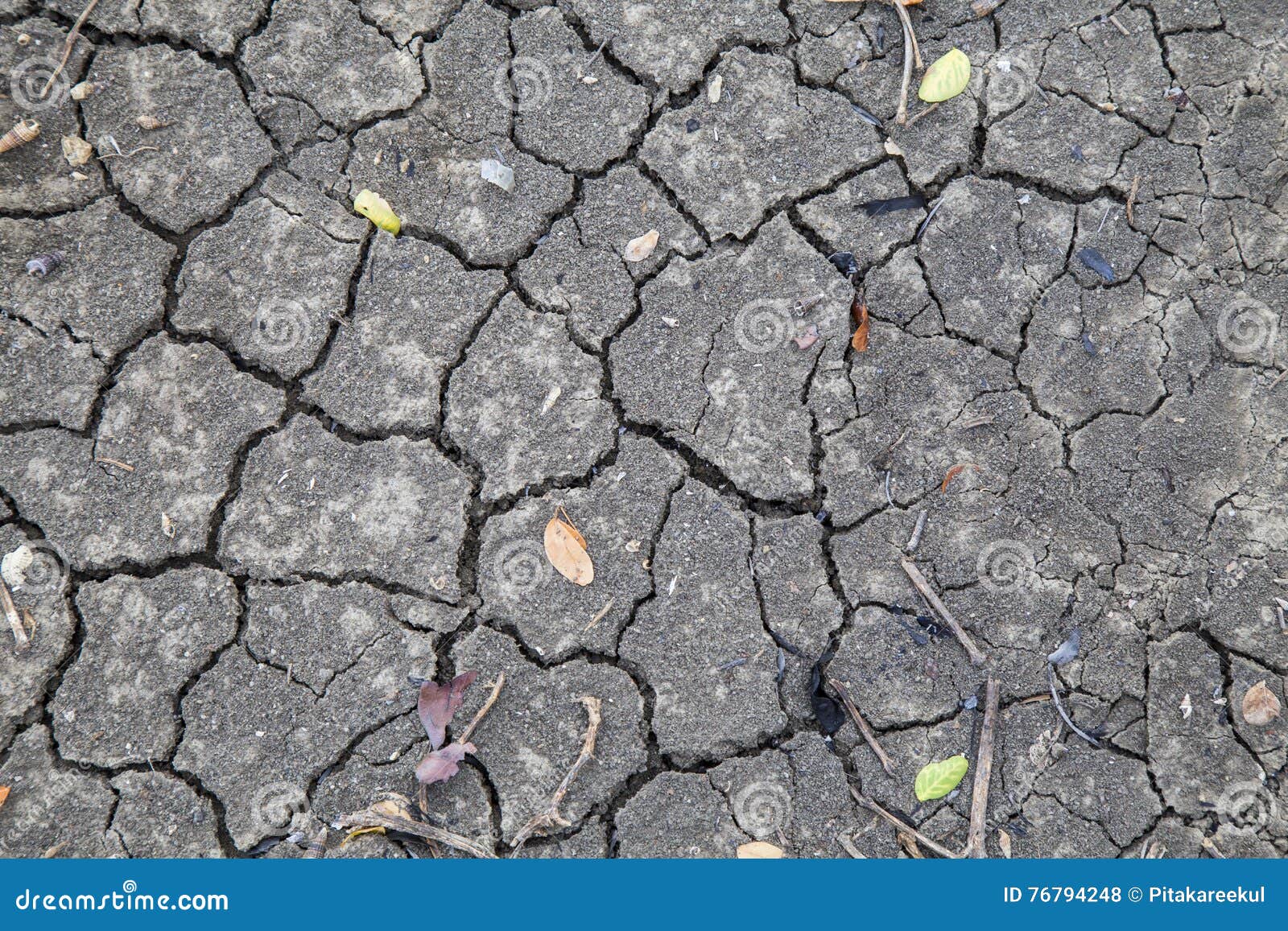 Dry Land with Leaves and Shell Top View. Stock Photo - Image of cracked ...