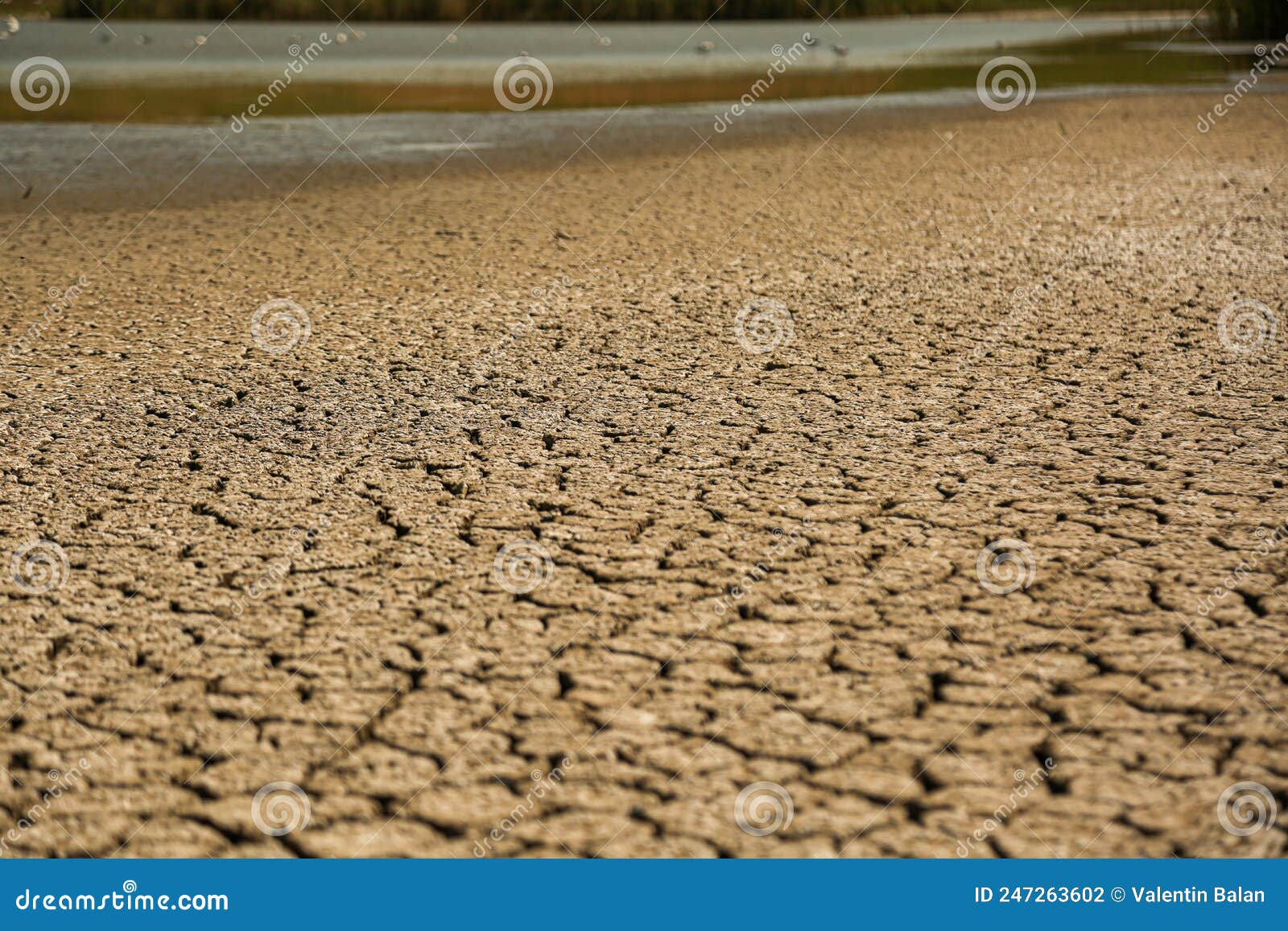 Dry land with many cracks stock photo. Image of fracture - 247263602