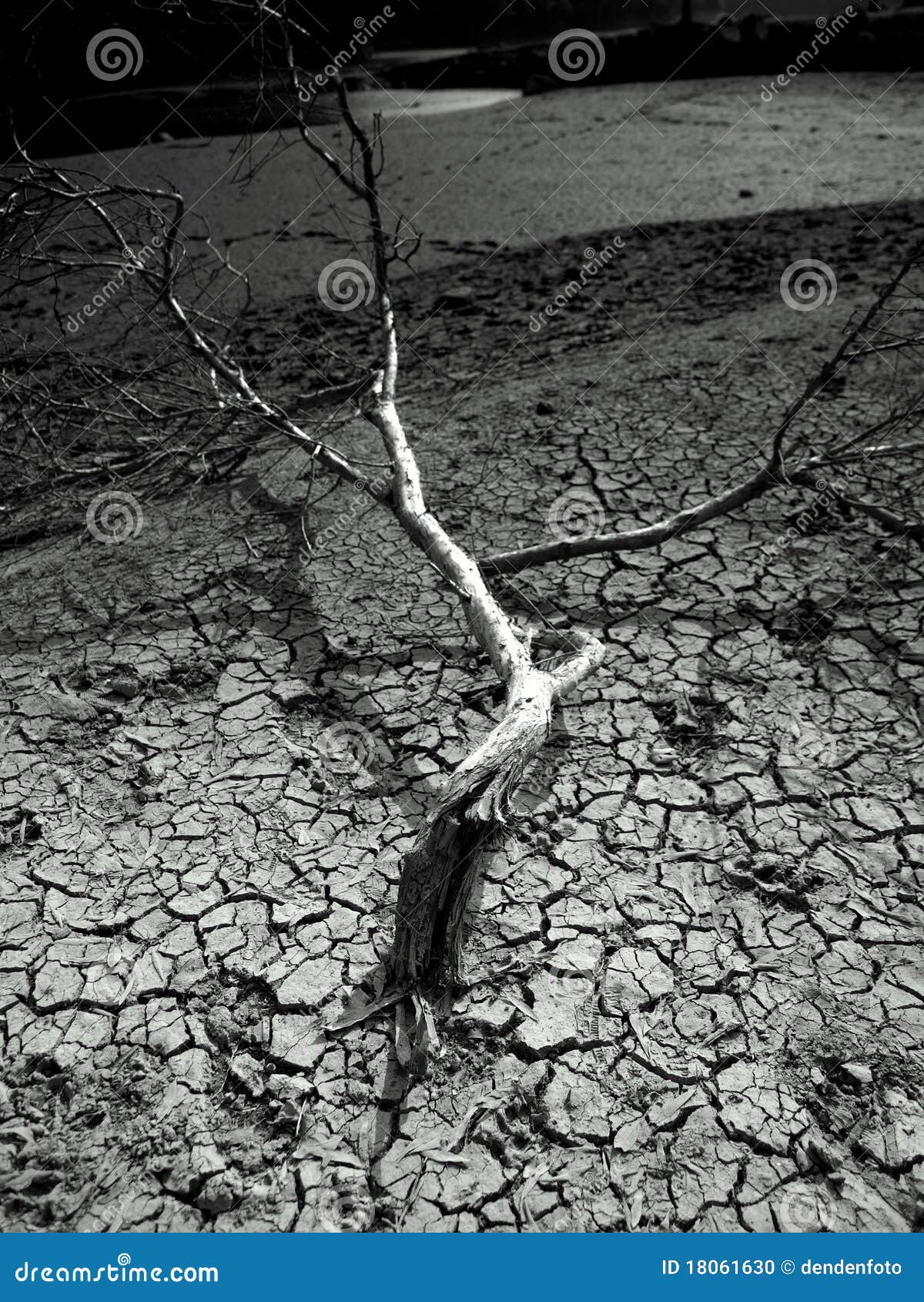 Dry Land and tree BW stock photo. Image of green, plane - 18061630