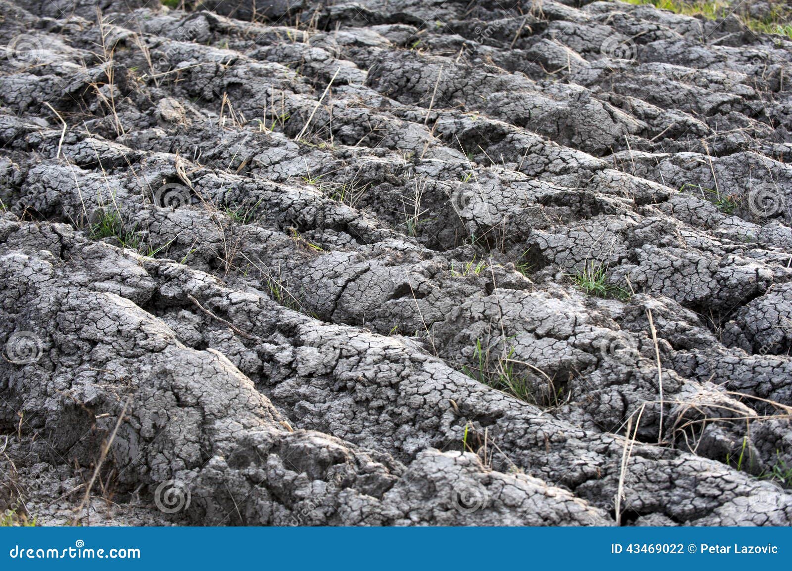Dry Land in the Wild, Closeup of Photo Stock Photo - Image of natural ...