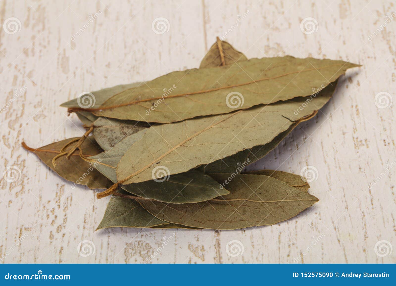 Dry laurel leaves stock photo. Image of fresh, group - 152575090