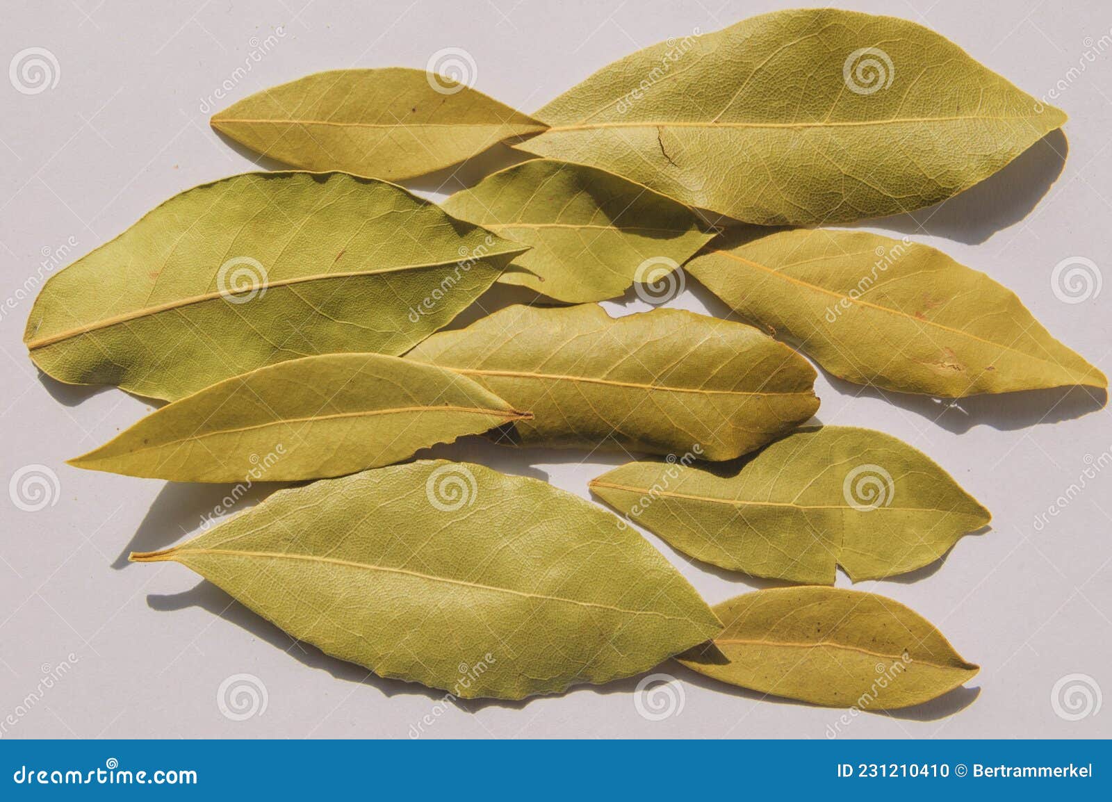 Dry laurel leaves stock photo. Image of evergreen, spice - 231210410