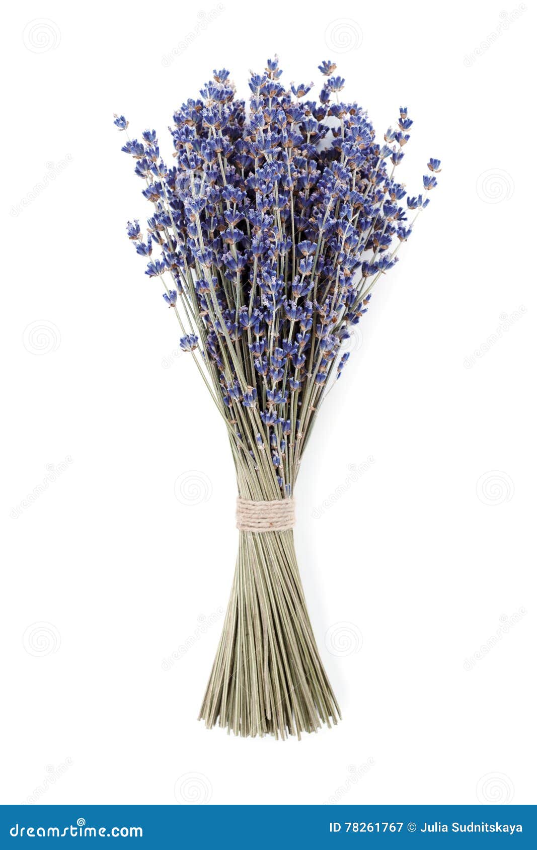 Dry Lavender Bouquet Isolated on White Background. Stock Image - Image ...