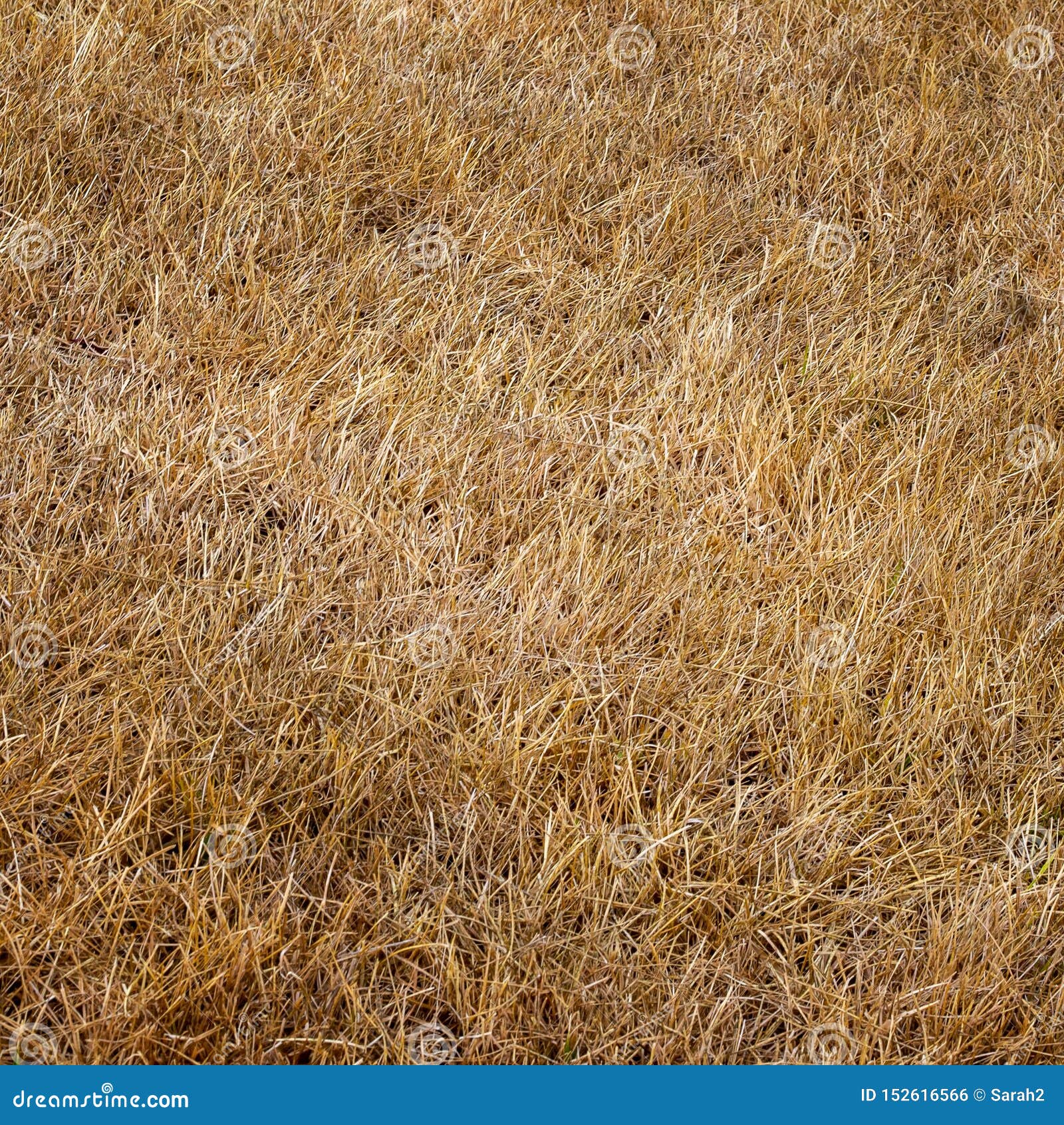 Dry Lawn Grass, Drought. Gardening Problem. Stock Photo - Image of ...