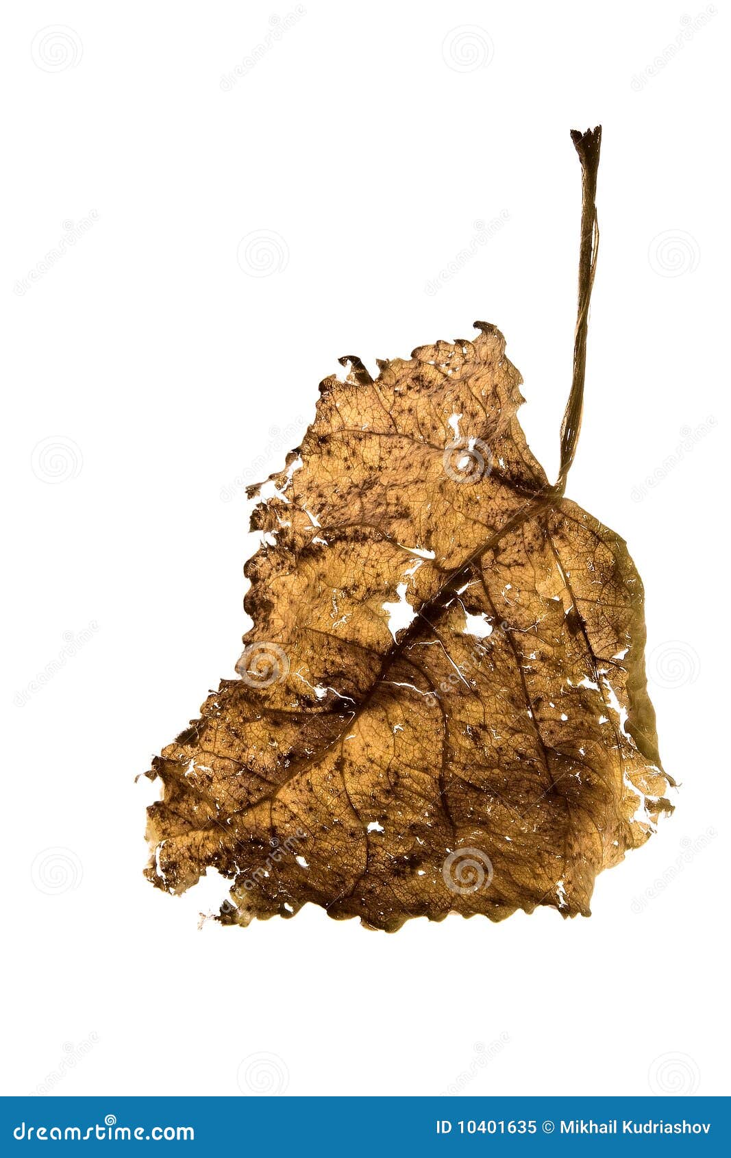Dry leaf stock image. Image of black, leaves, obscure - 10401635