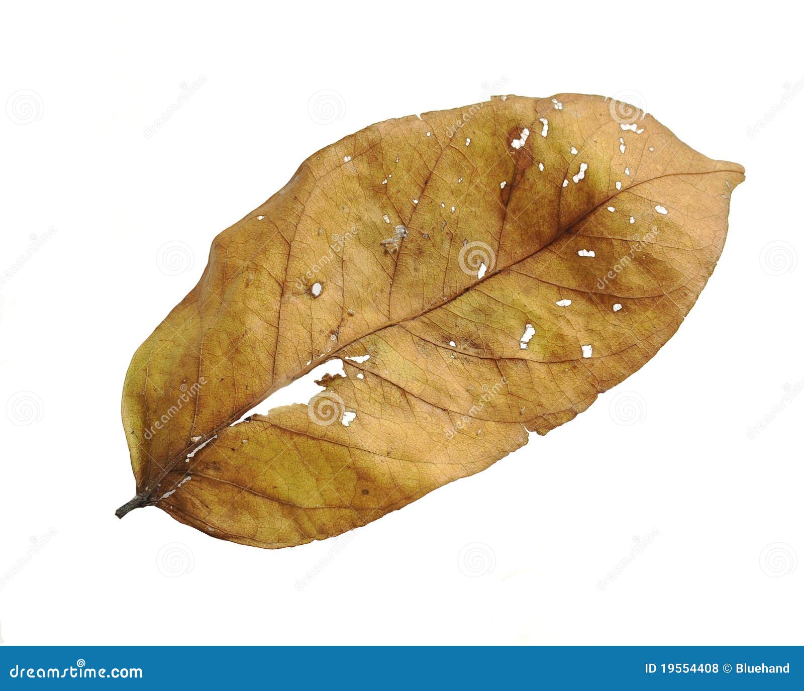 Dry Leaf Royalty Free Stock Photos - Image: 19554408