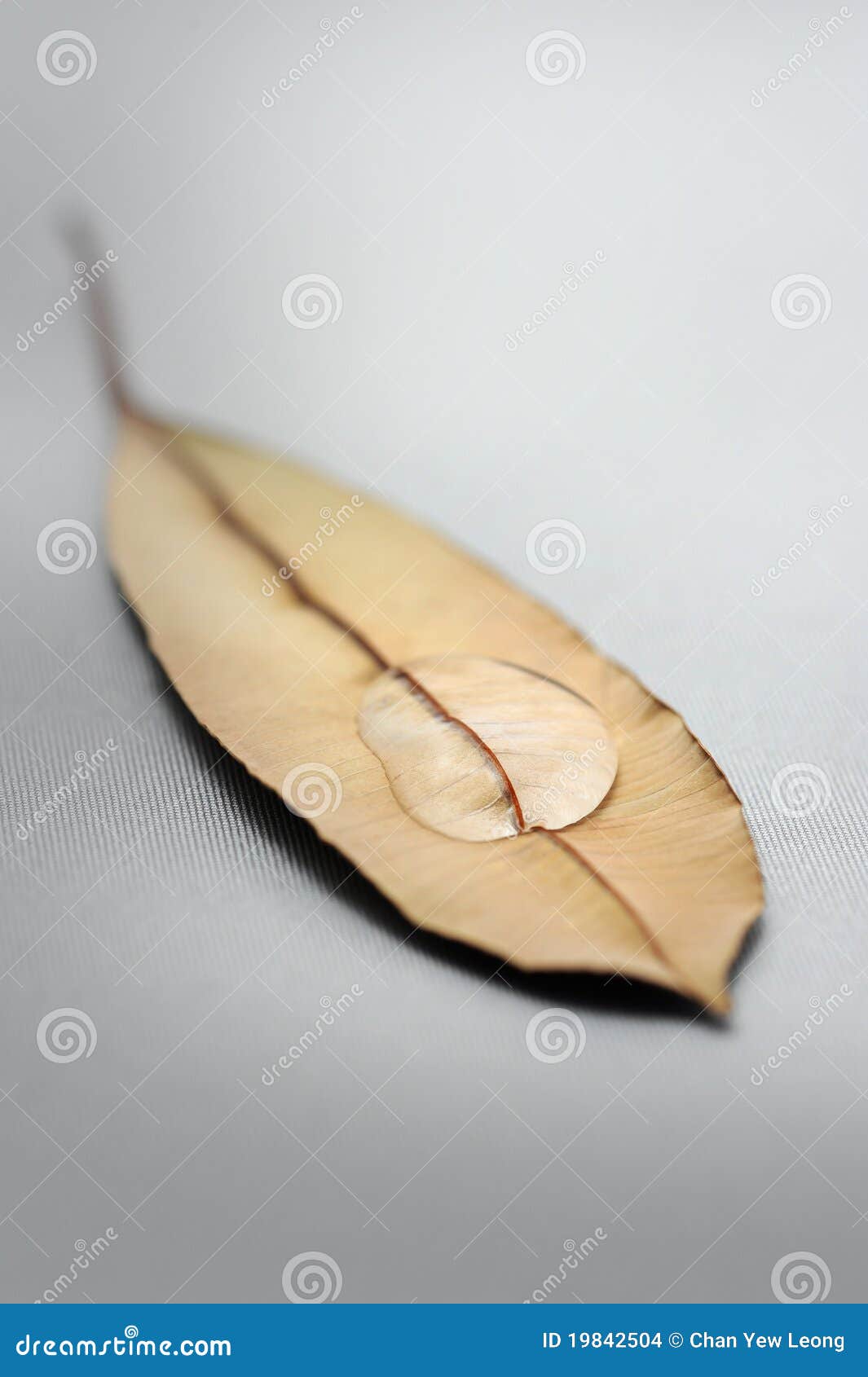 Dry leaf stock photo. Image of leaf, water, closeup, brown - 19842504