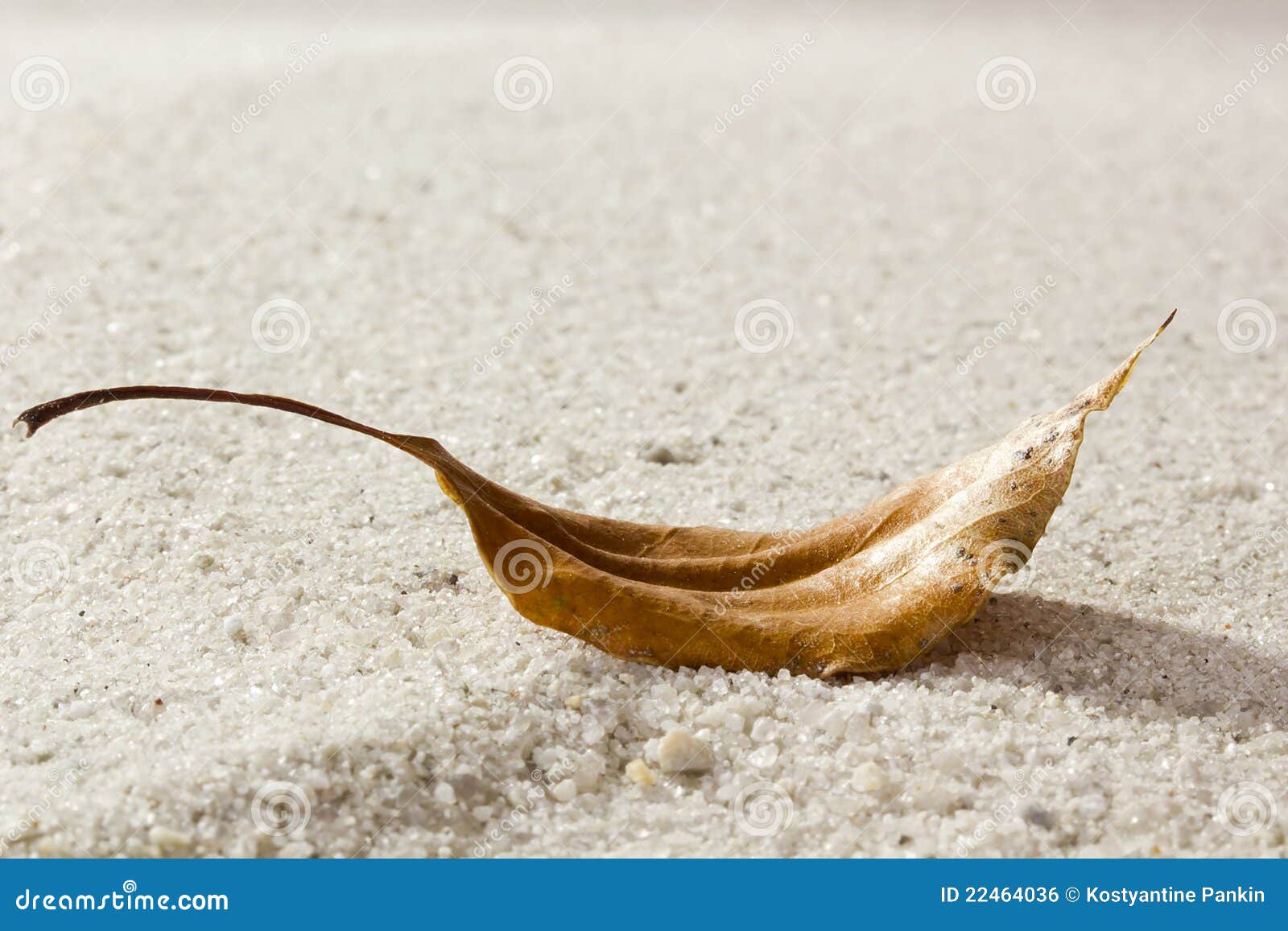 Dry Leaf stock photo. Image of ecology, copy, brown, detail - 22464036