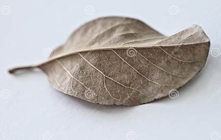 Dry leaf stock photo. Image of bronze, foliage, climate - 22984640