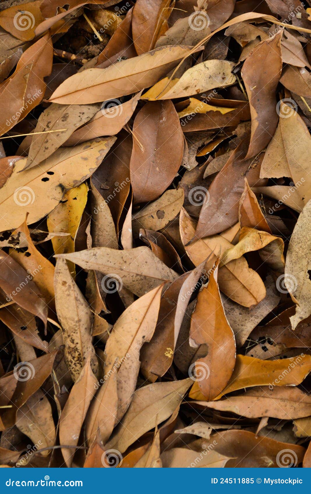 Dry Leaf stock image. Image of decor, decoration, color - 24511885