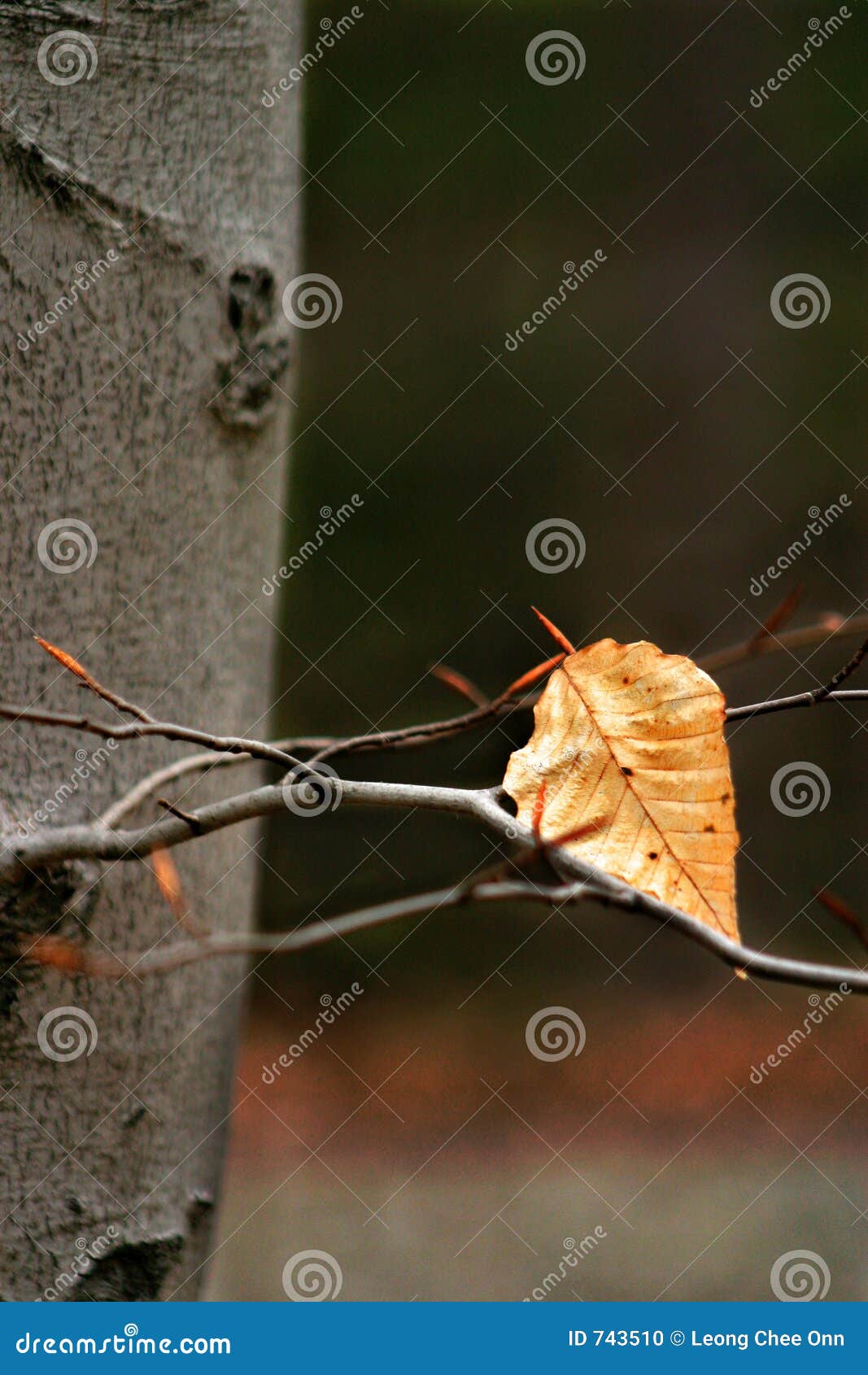 Dry Leaf stock photo. Image of season, woods, nature, tree - 743510