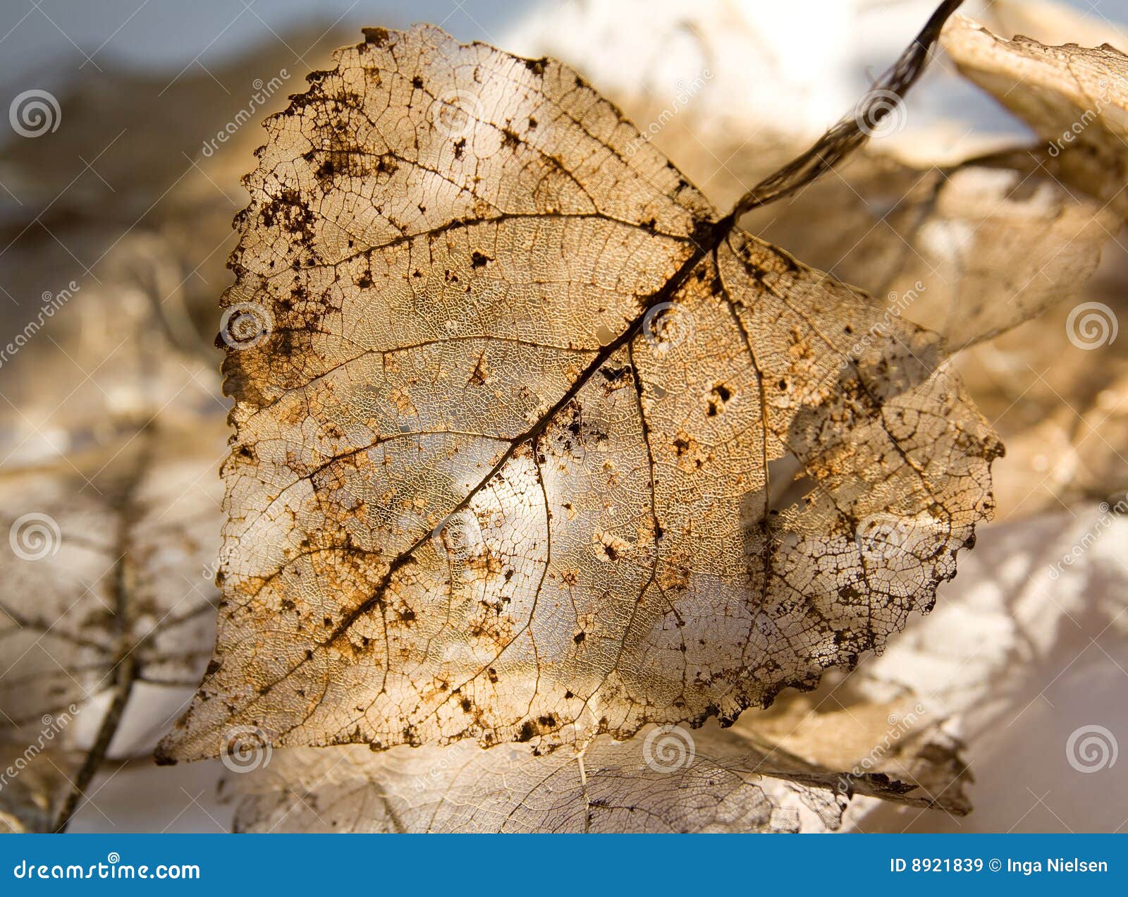 Dry leaf stock image. Image of nature, detail, pattern - 8921839