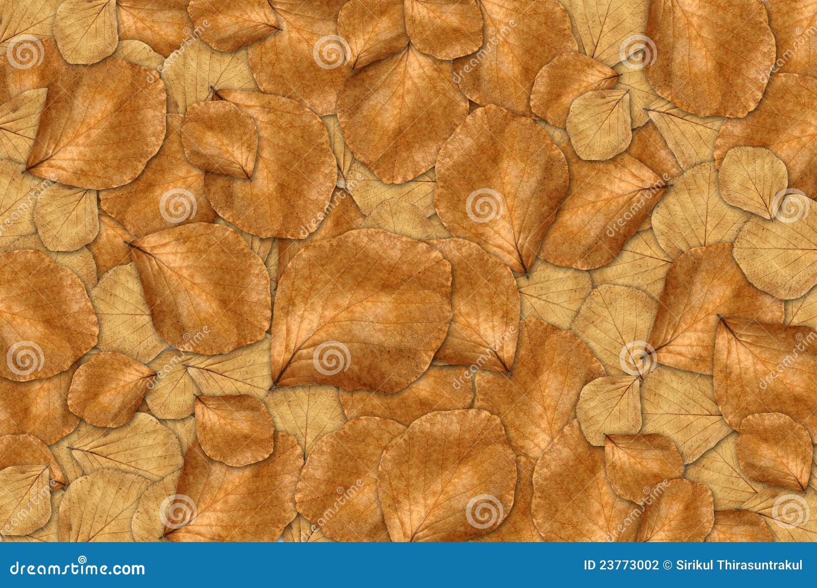 Dry Leaf Background stock photo. Image of flora, mass - 23773002