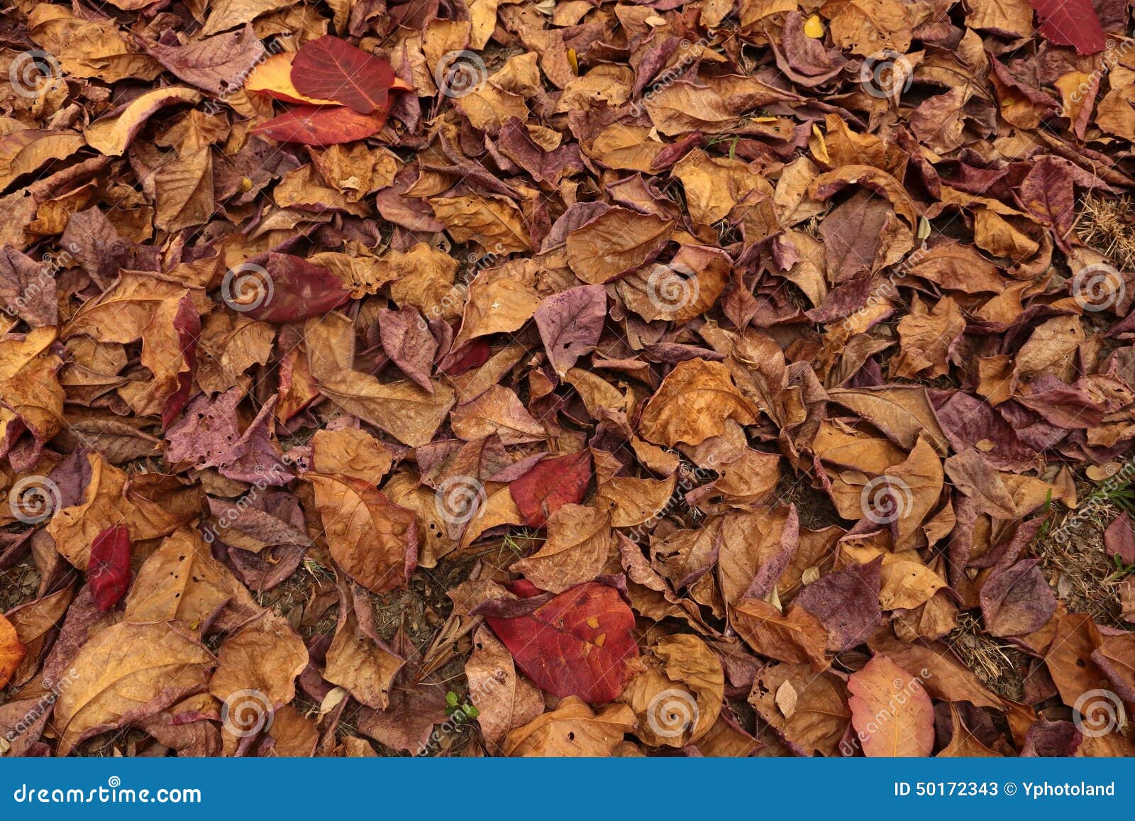 Dry leaf stock image. Image of leaf, background, texture - 50172343