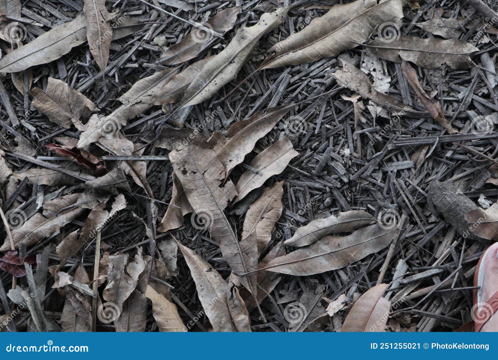Dry Leaf Background. Dry Leaves Stock Image - Image of plant, pattern ...