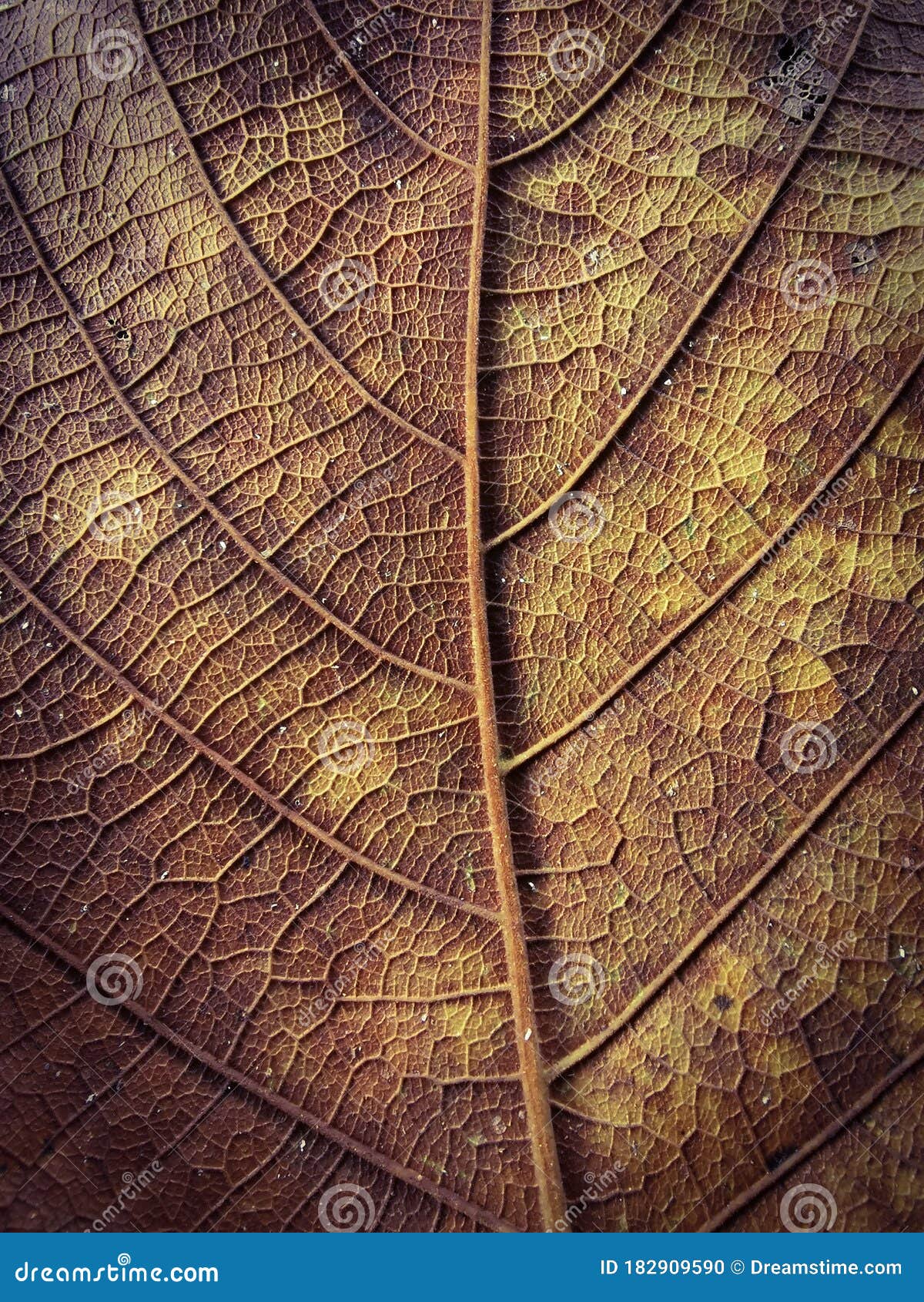 Dry Leaf Background. Old Leaves Pattern Stock Photo - Image of pattern ...