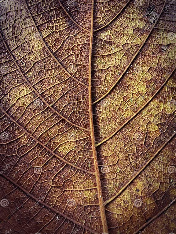 Dry Leaf Background. Old Leaves Pattern Stock Photo - Image of pattern ...