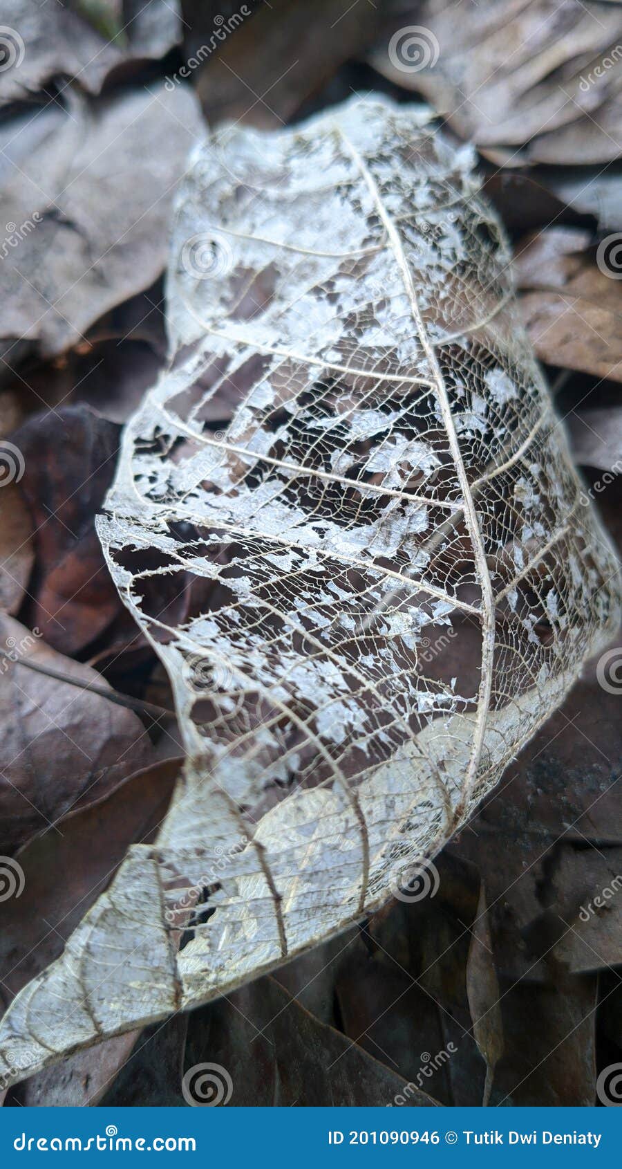 Dry leaf bones III stock photo. Image of kuning, blue - 201090946