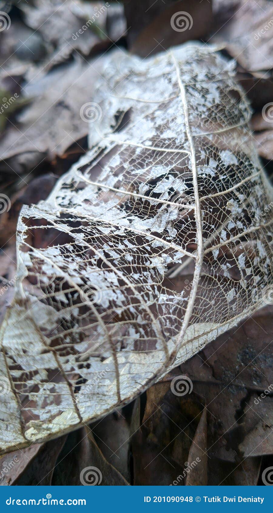 Dry leaf bones IV stock photo. Image of hanging, east - 201090948