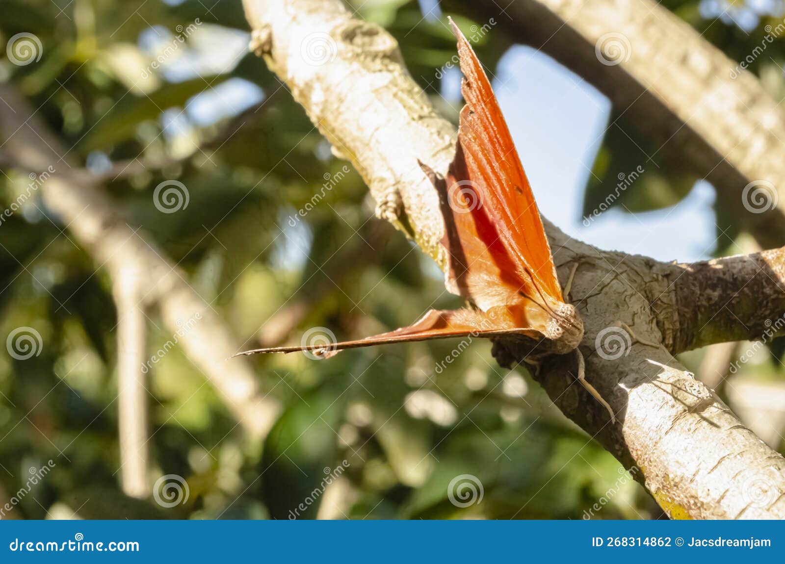 Dry-leaf Butterfly in the Sun Stock Photo - Image of cling ...