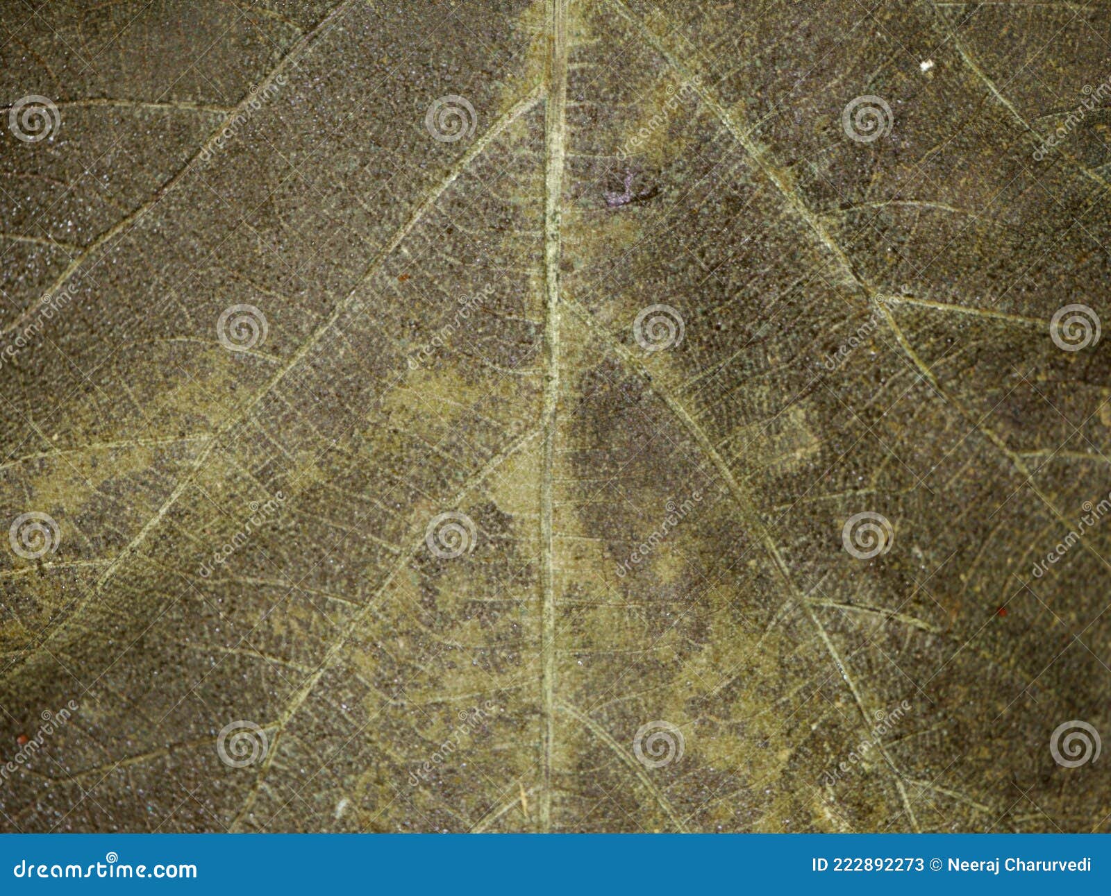 Dry Leaf Texture for Commercial Natural Background Stock Image - Image ...