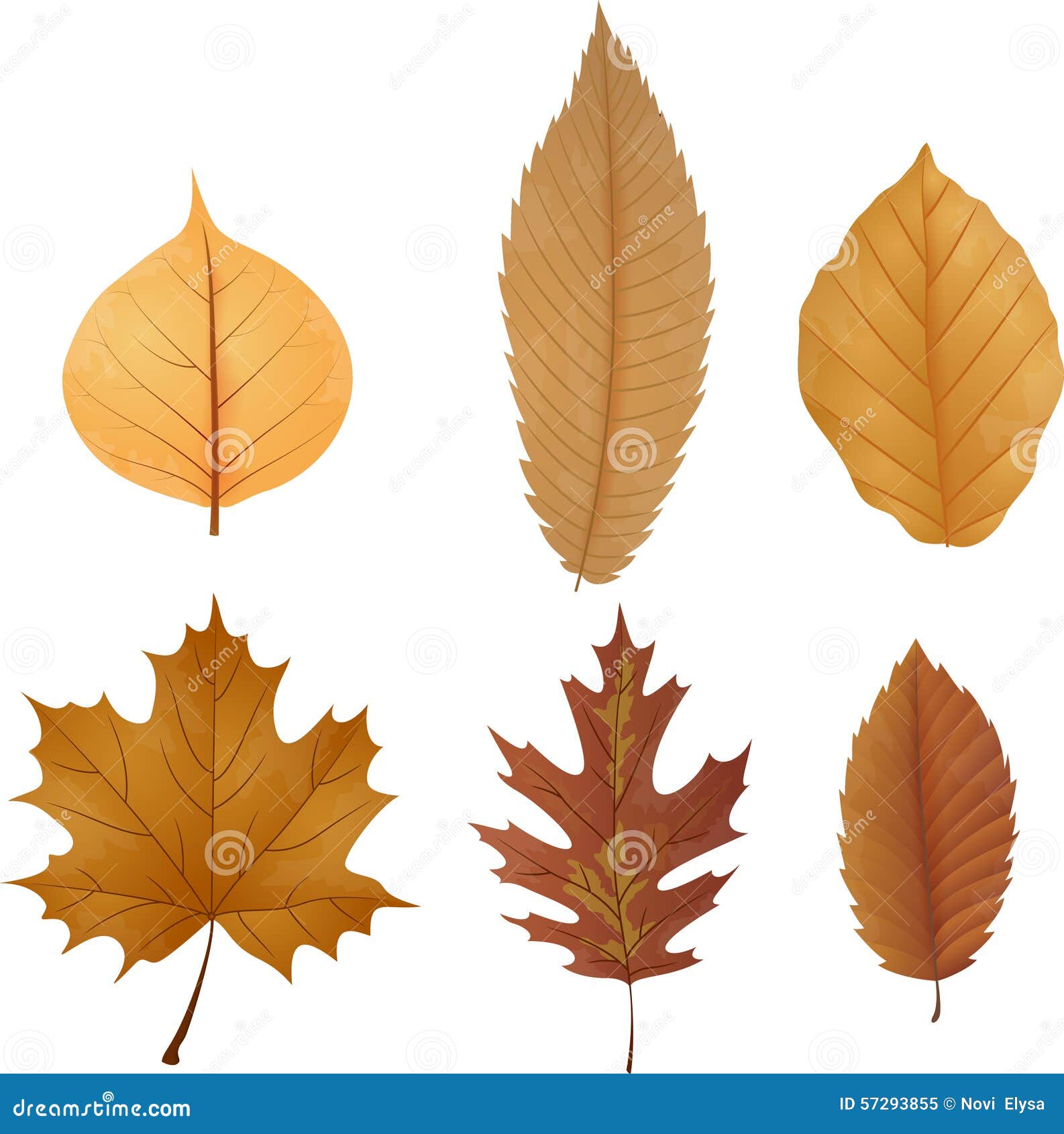 Dry leaf collection stock vector. Illustration of mint - 57293855
