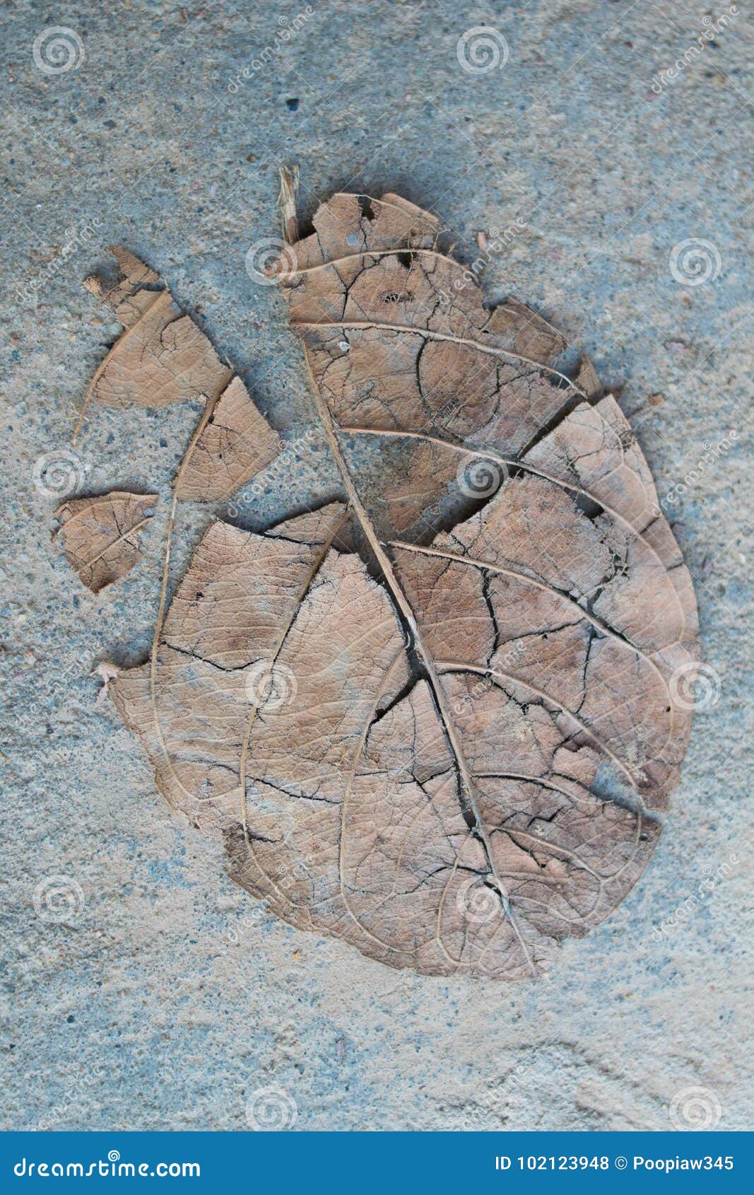 Dry leaf cracked stock photo. Image of dark, closeup - 102123948