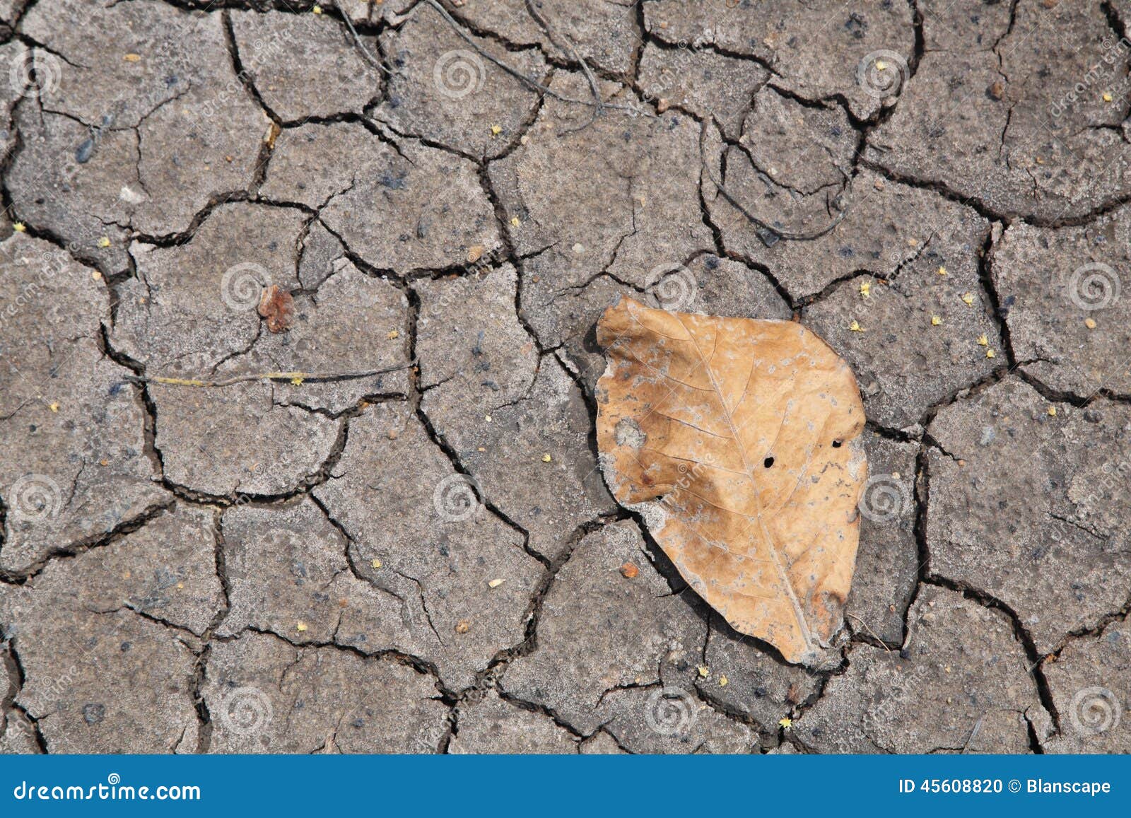 Dry Leaf on the Cracked Earth Stock Photo - Image of geology, drought ...