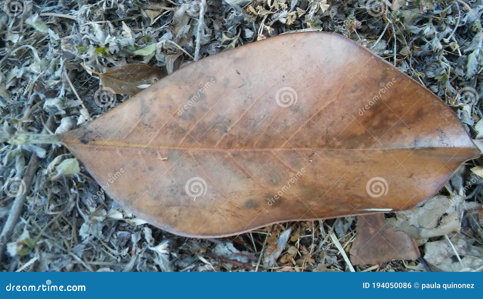 Dry Leaf Crunchy and Dry Leaf Stock Photo - Image of wildlife, autumn ...